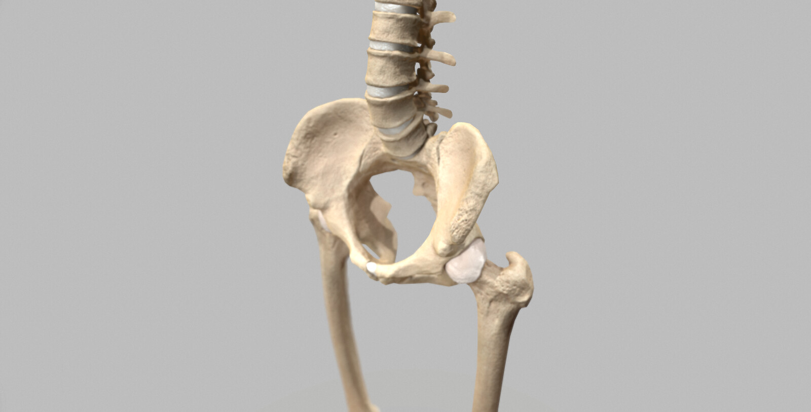 Jonathan Sabella - Anatomy Sketchbook and Medical Art