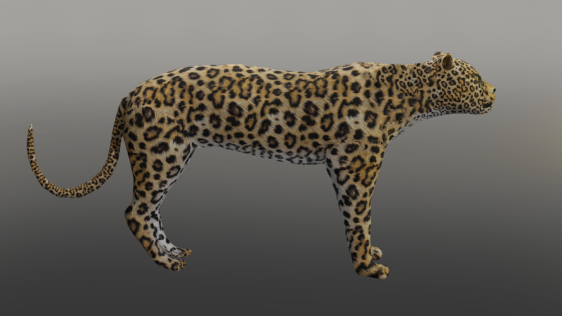 ArtStation - Leopard Modeling