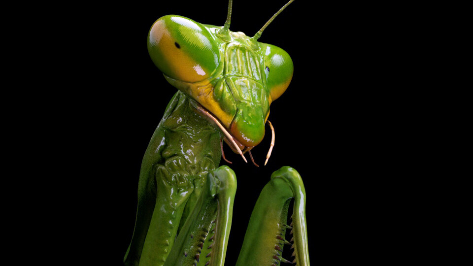 ArtStation - Praying Mantis