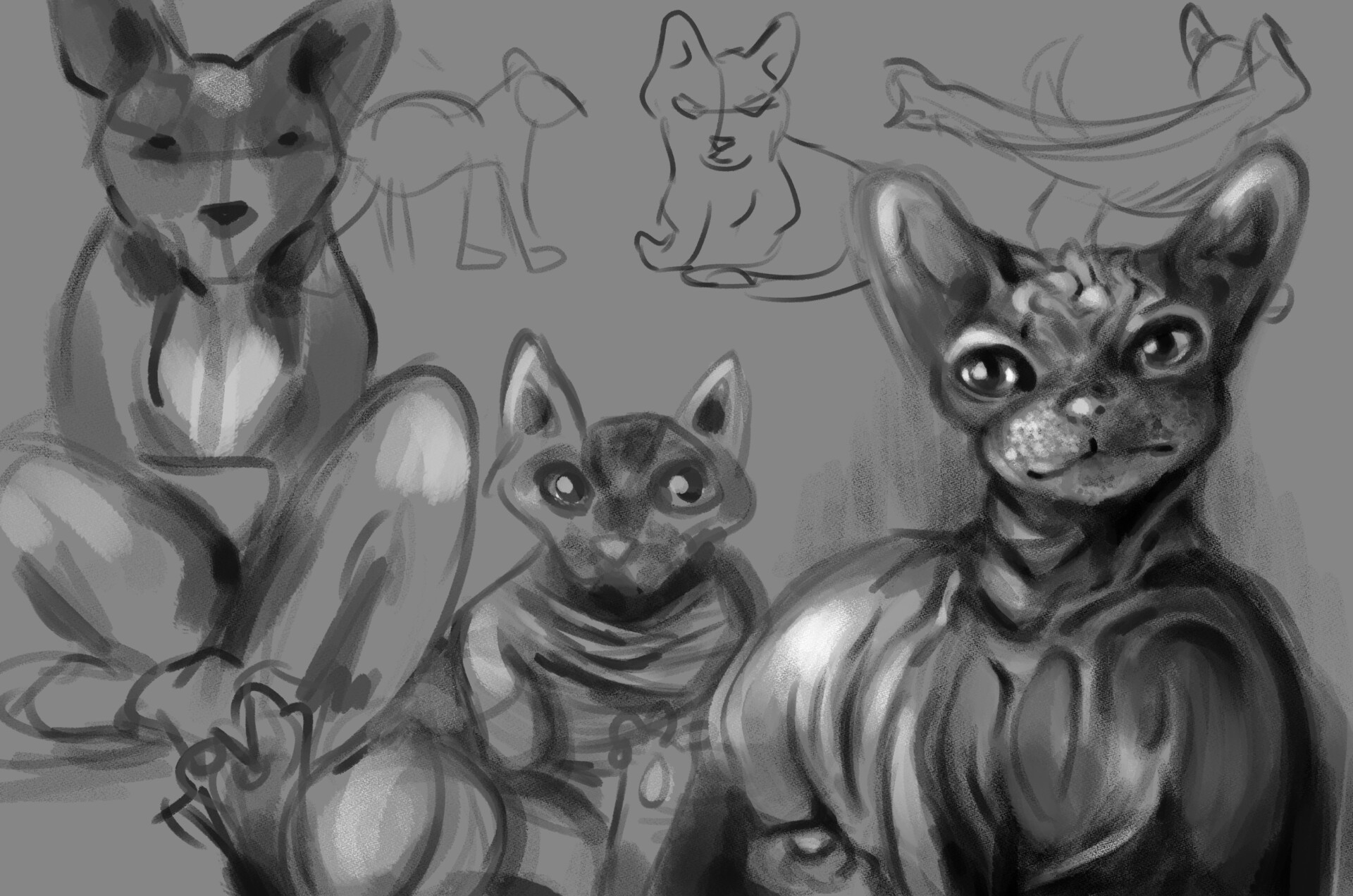 ArtStation - Cat Sketch and Study Compilation (Digital and Traditional)