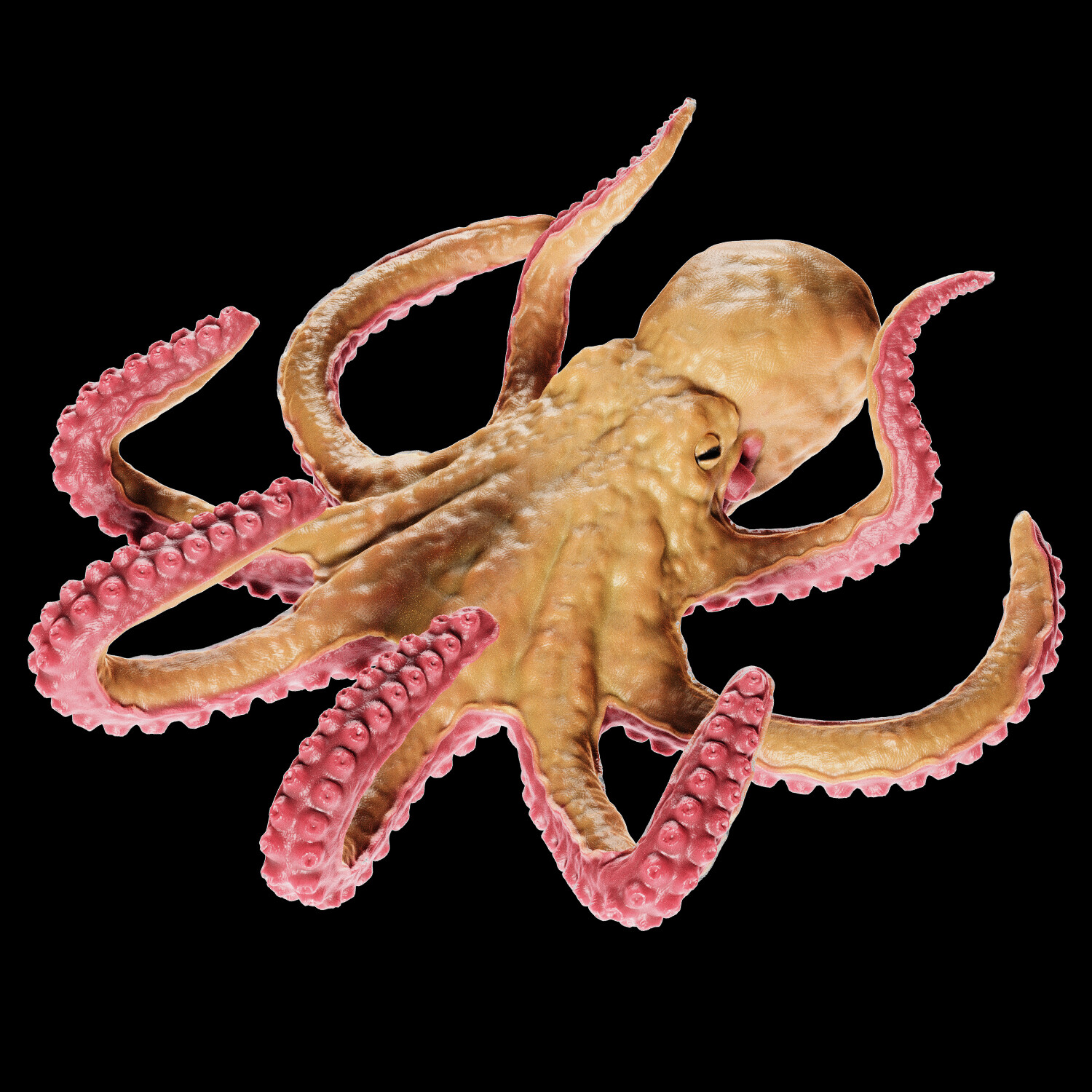 Andrei Kulagin - octopus