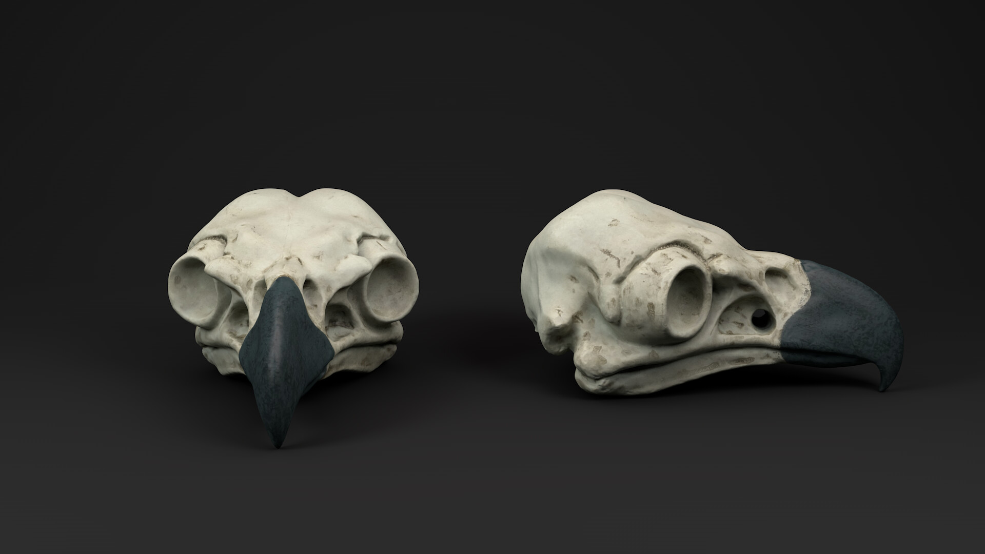 Bird Skull Front View