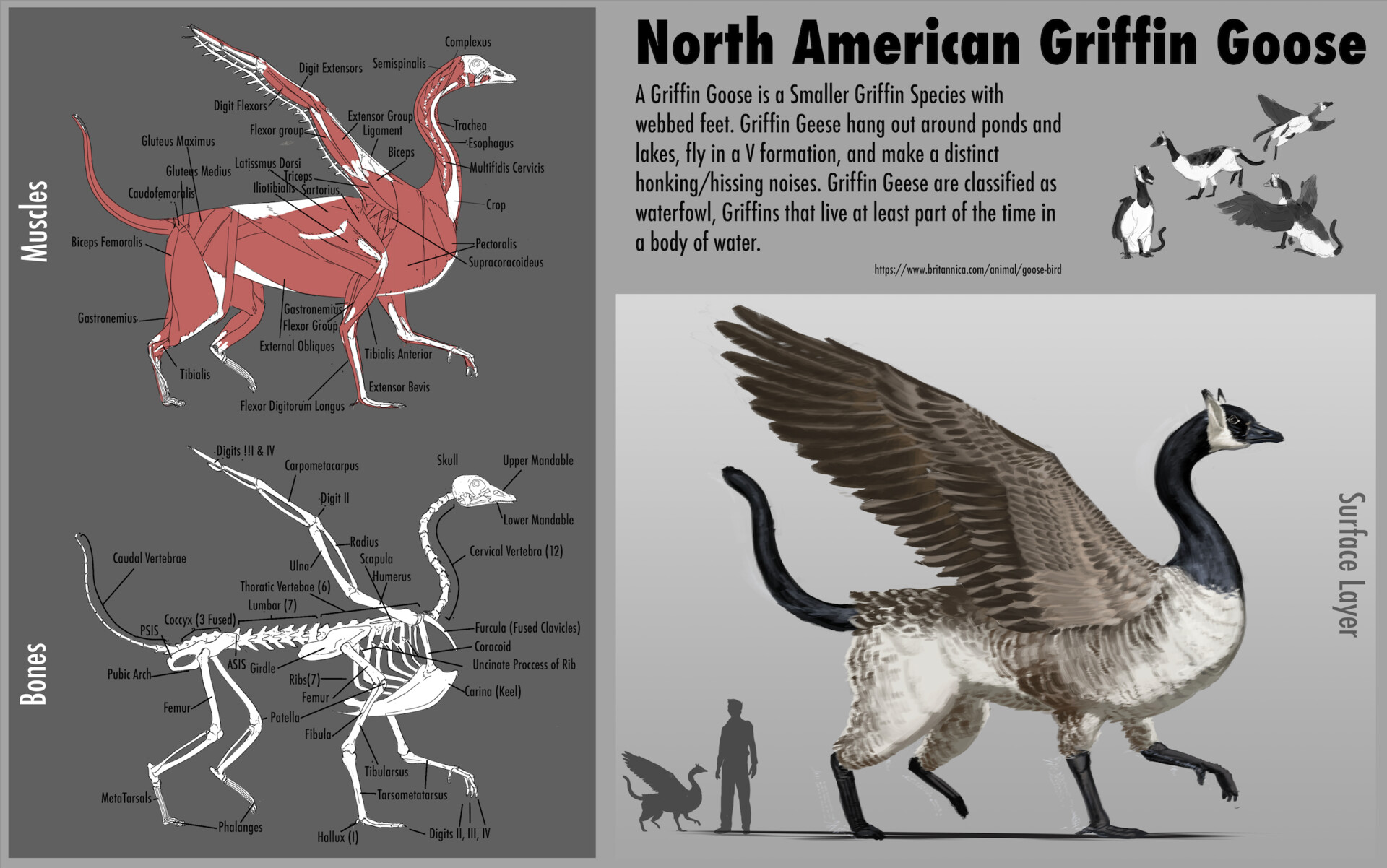 Derek-Paul Carll - Goose Griffin Illustration