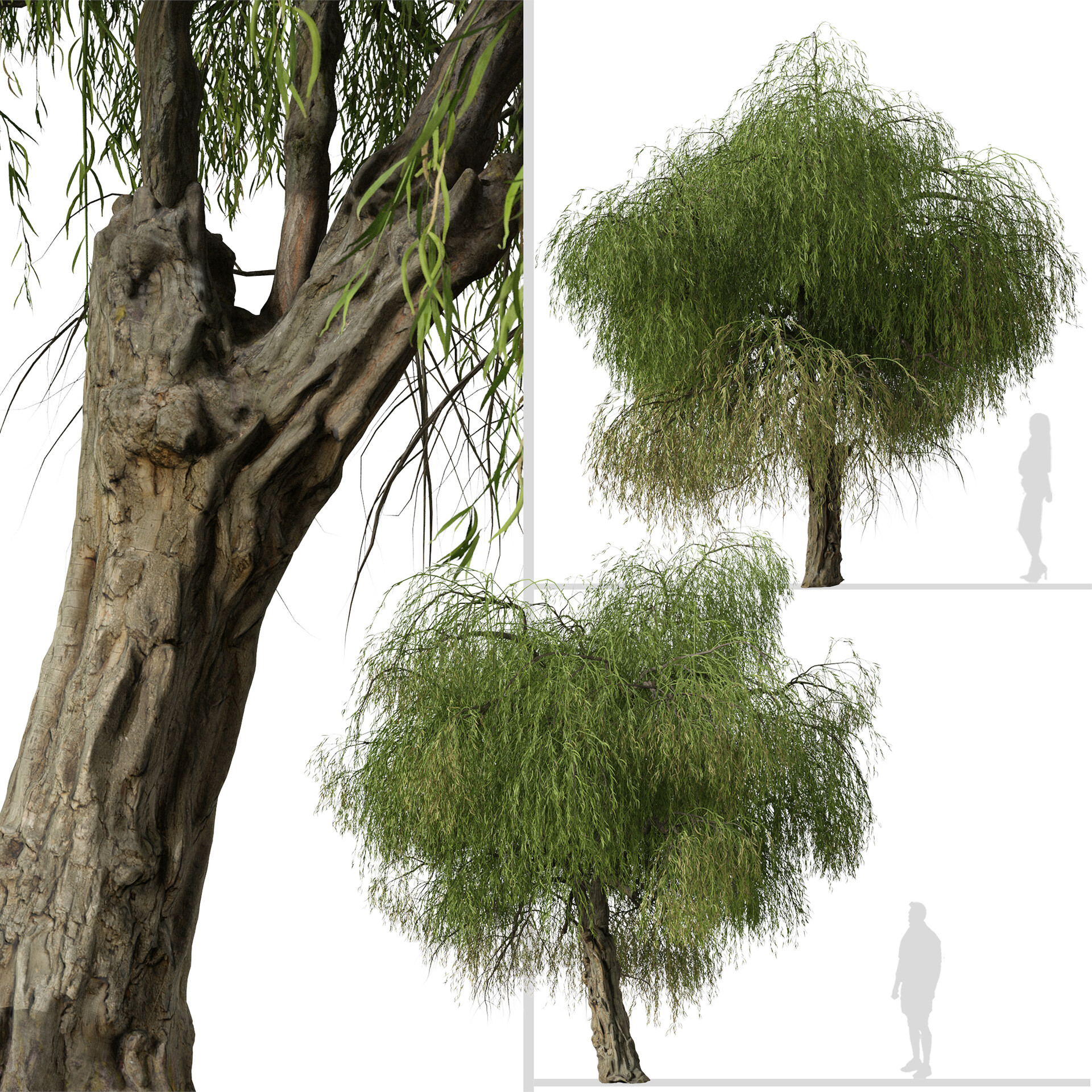 Moonik Office - Set of Peppermint Willow Tree ( Agonis flexuosa ) ( 2 ...