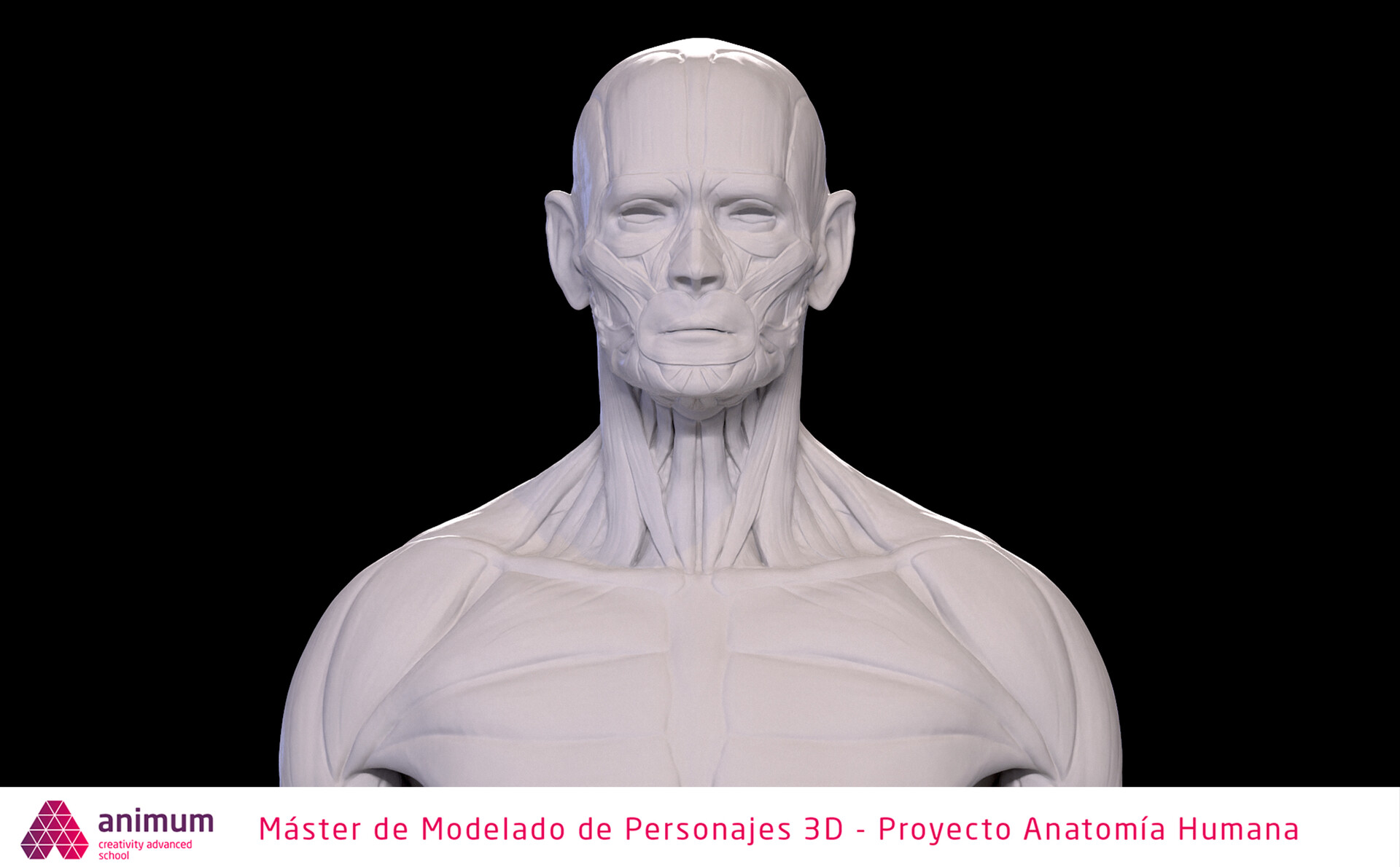 ArtStation - Ecorché + naturalization