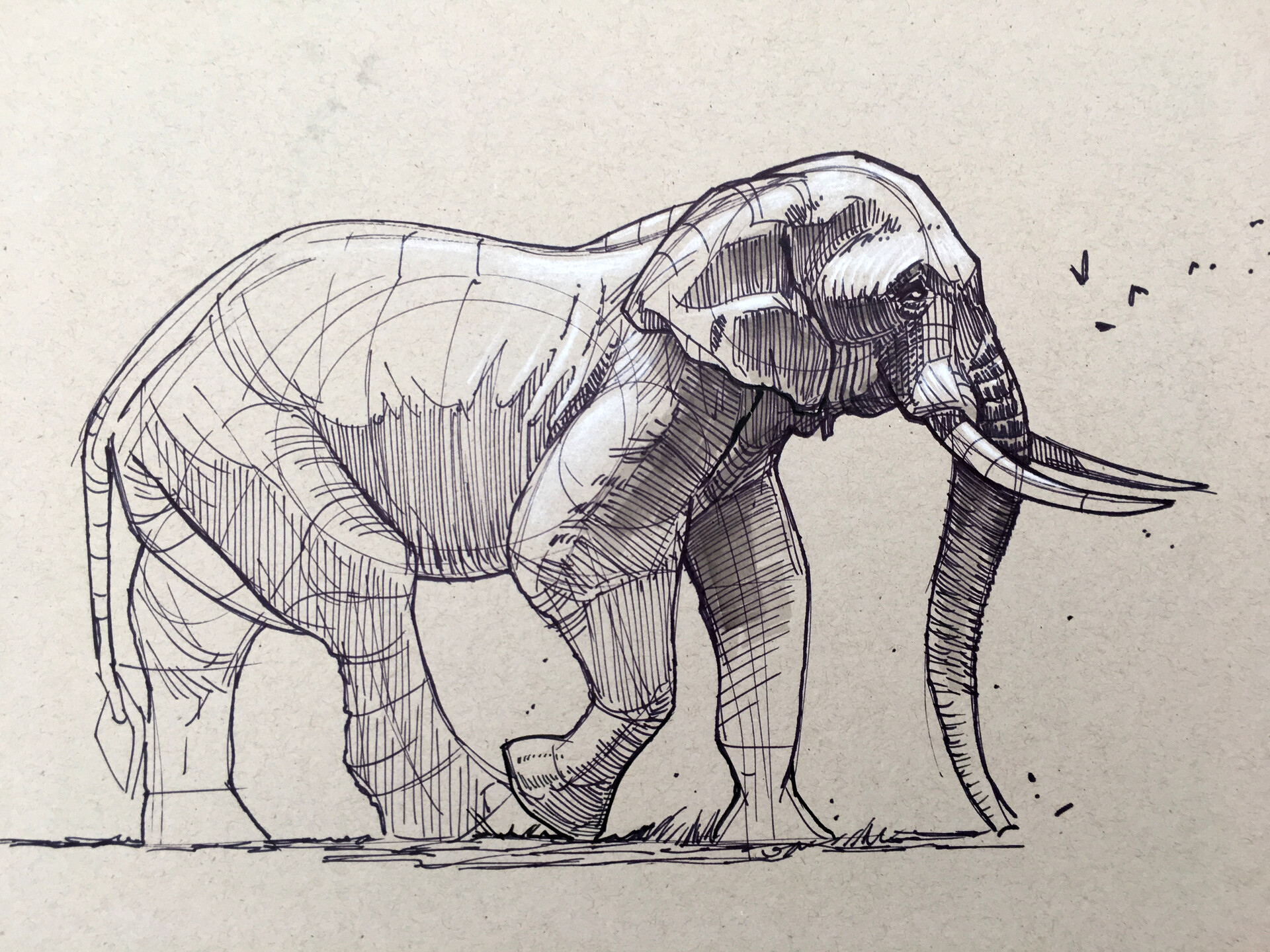 ArtStation - Elephant study
