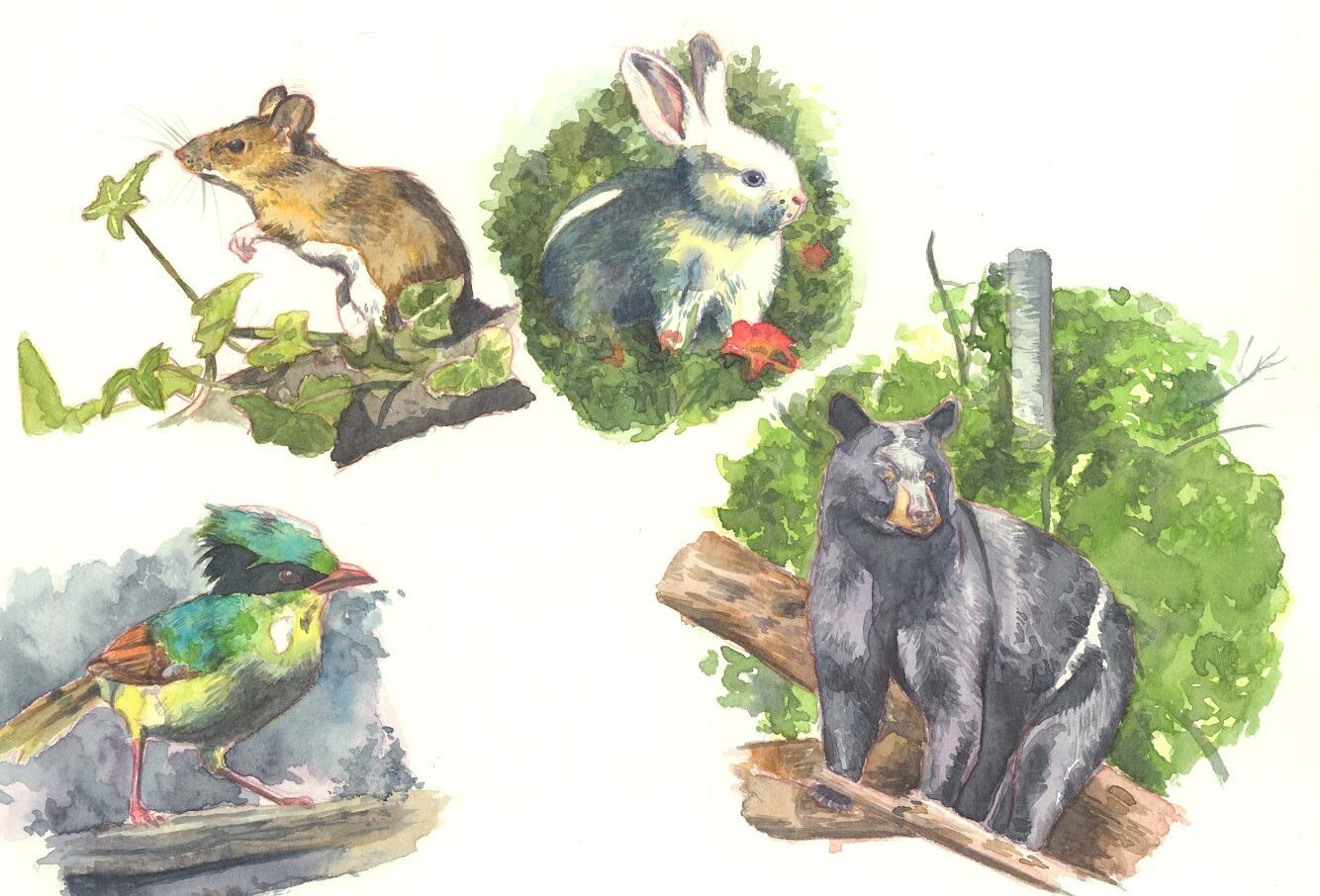 ArtStation - Watercolor animal illustrations