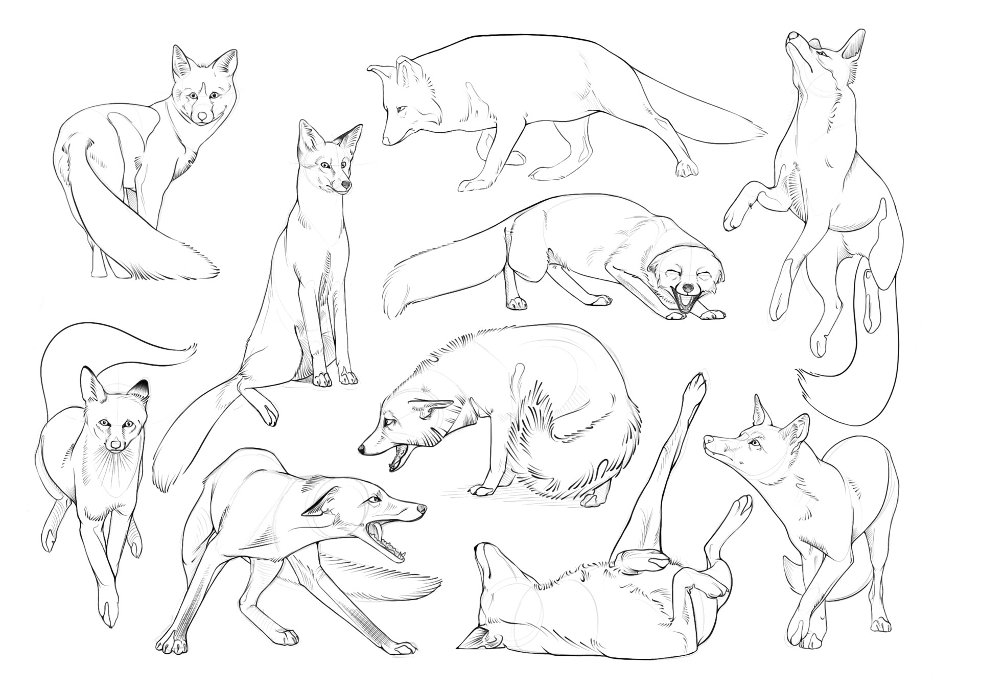 fox sitting drawing reference