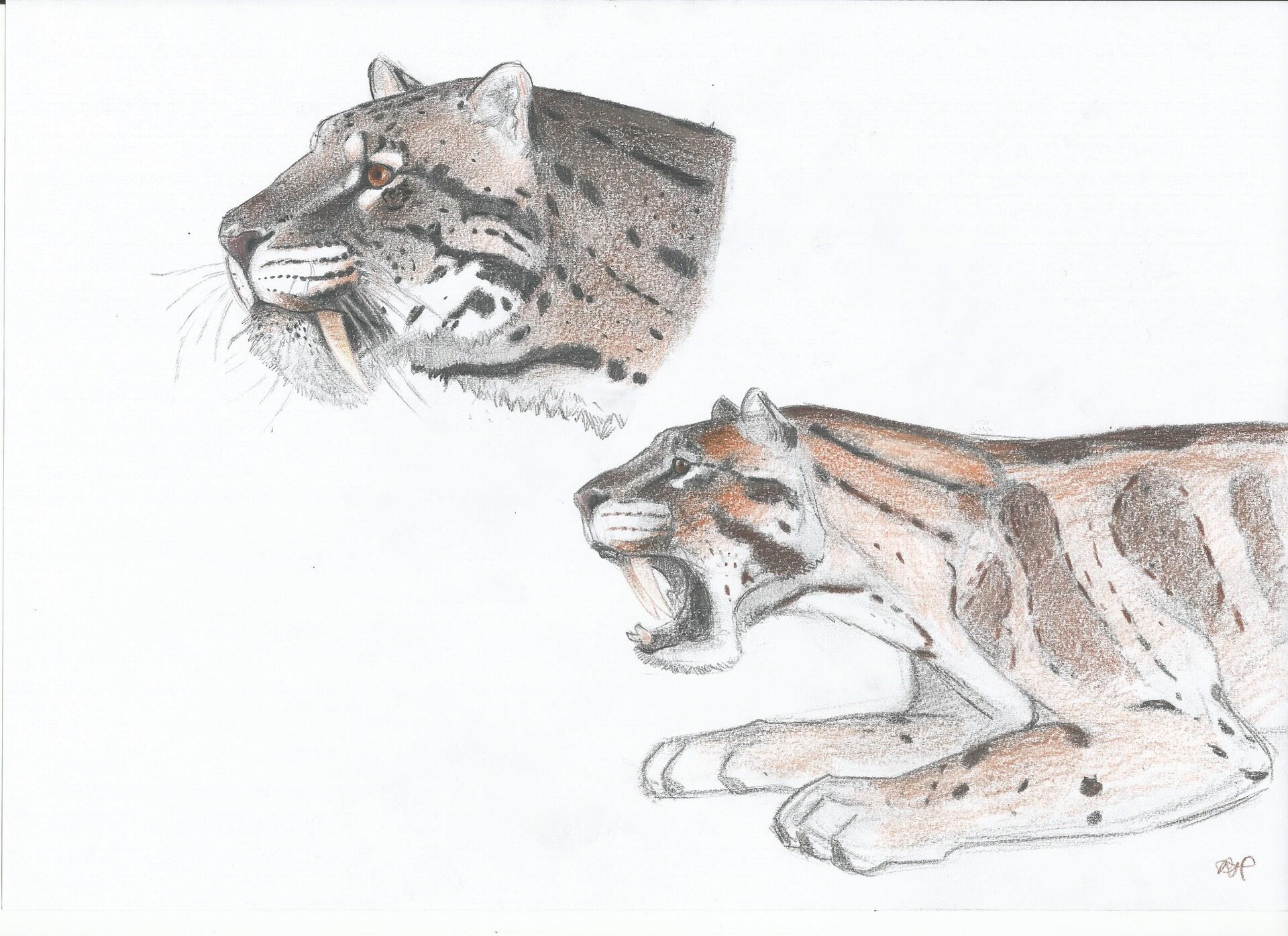 ArtStation - African Saber-Toothed cats and big cats that rivalled them.