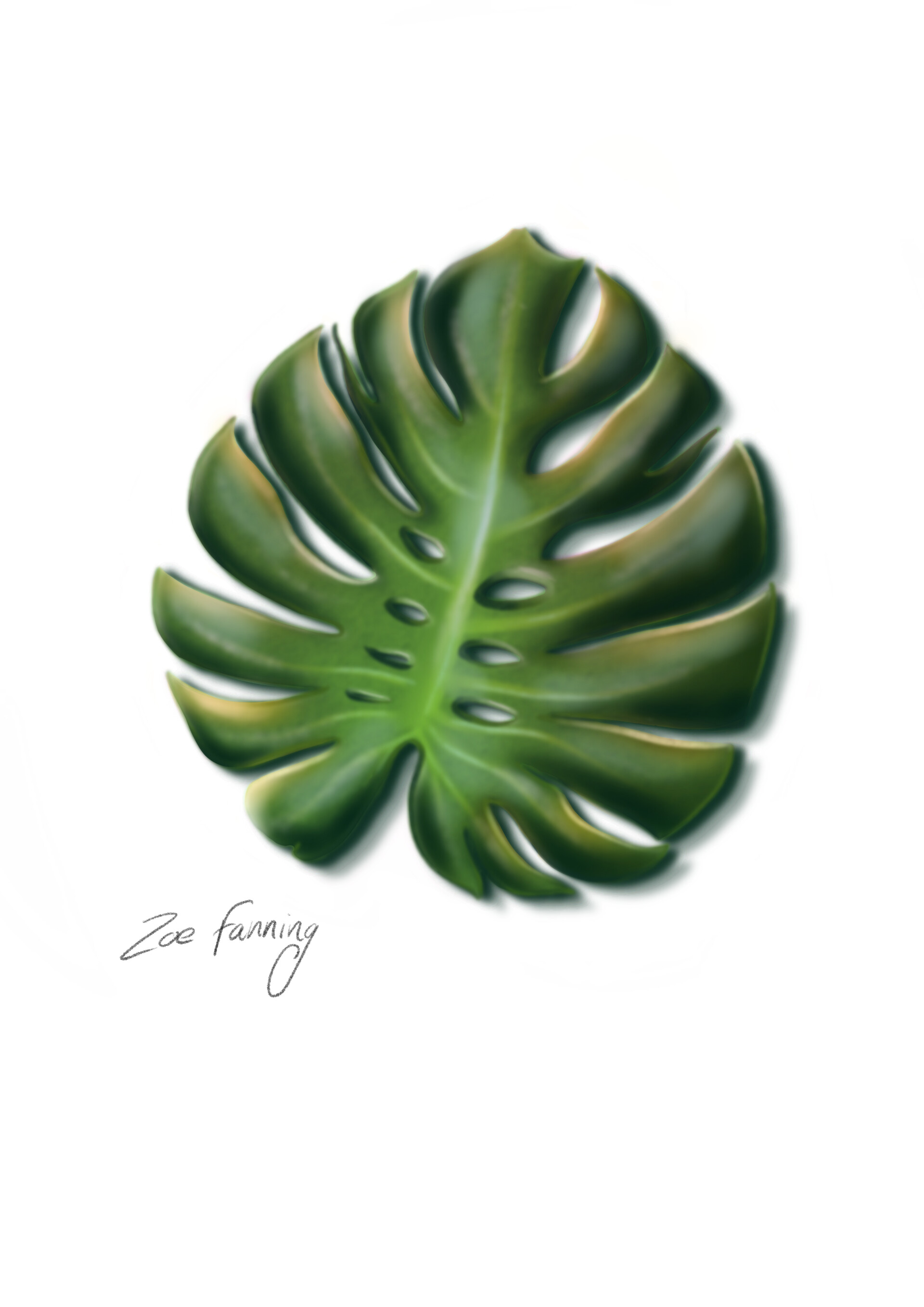 Monstera Nft Monstera Epipremnoides #0J3-1a – Kens Philodendrons