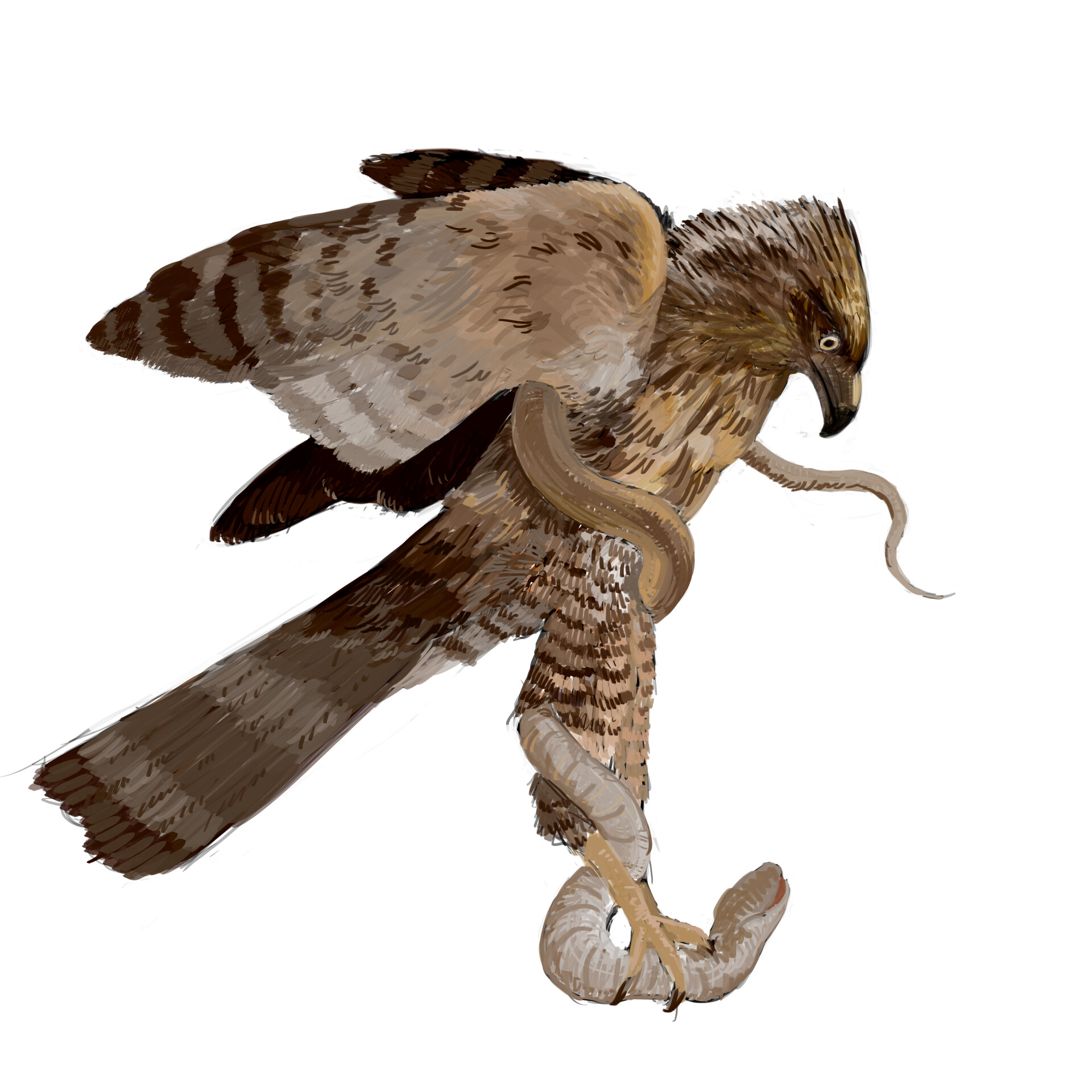 ArtStation - Bird vs Snake