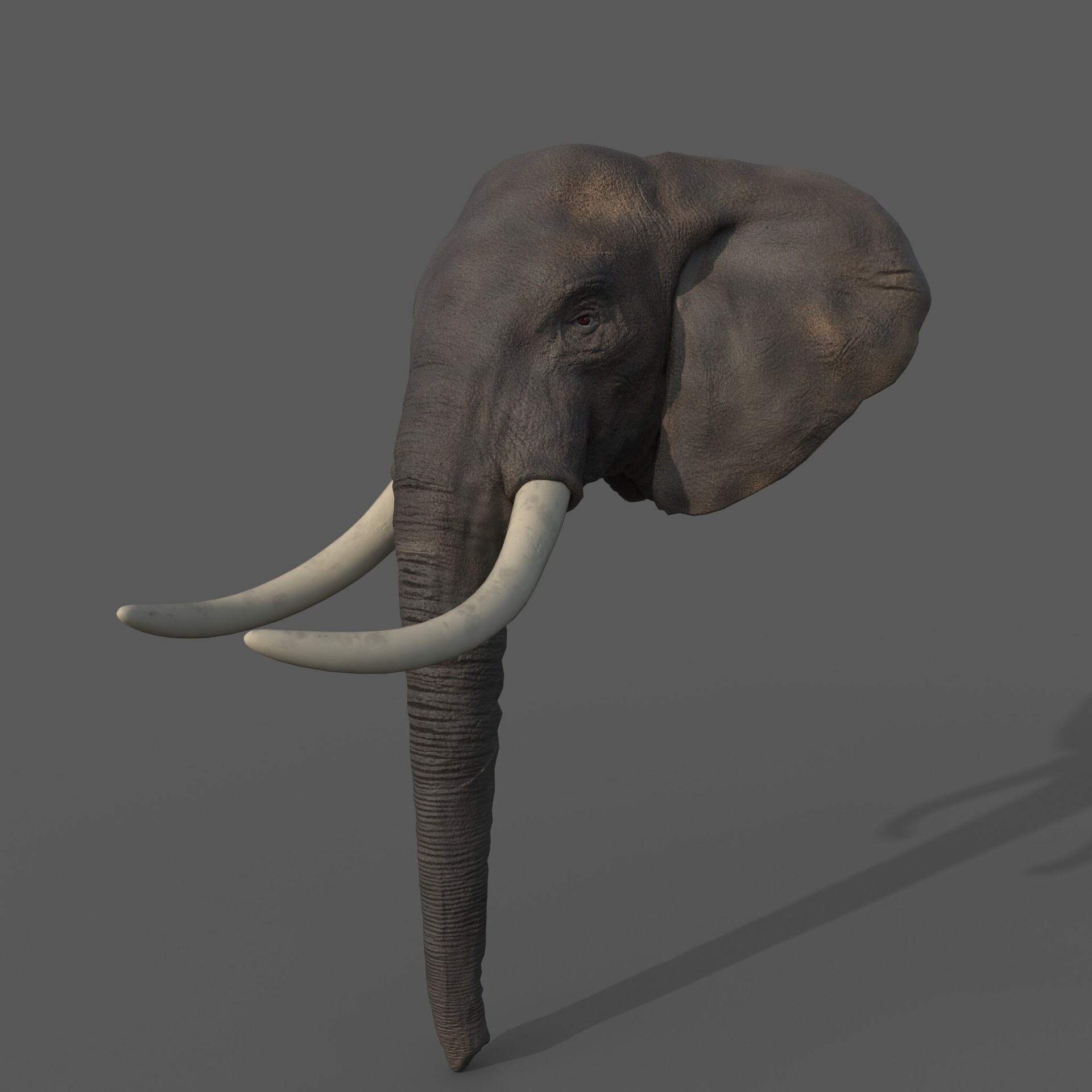 ArtStation - Elephant_Head