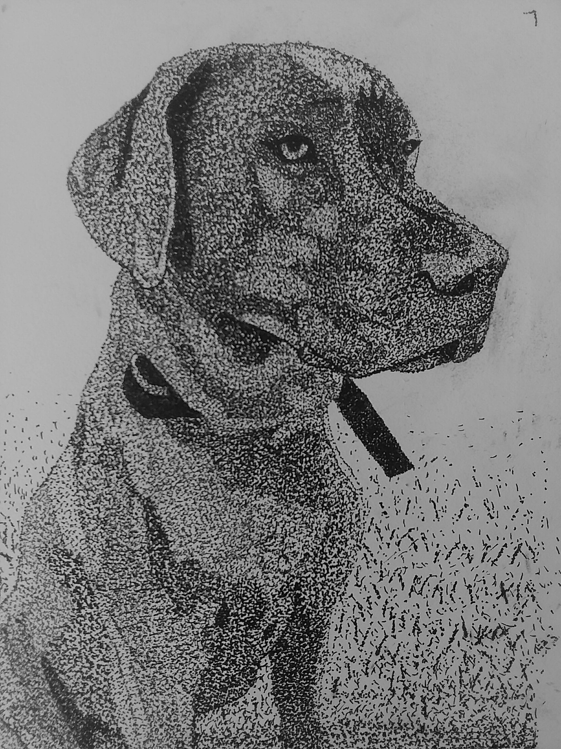 ArtStation - Stippled Tobasco (Ink)