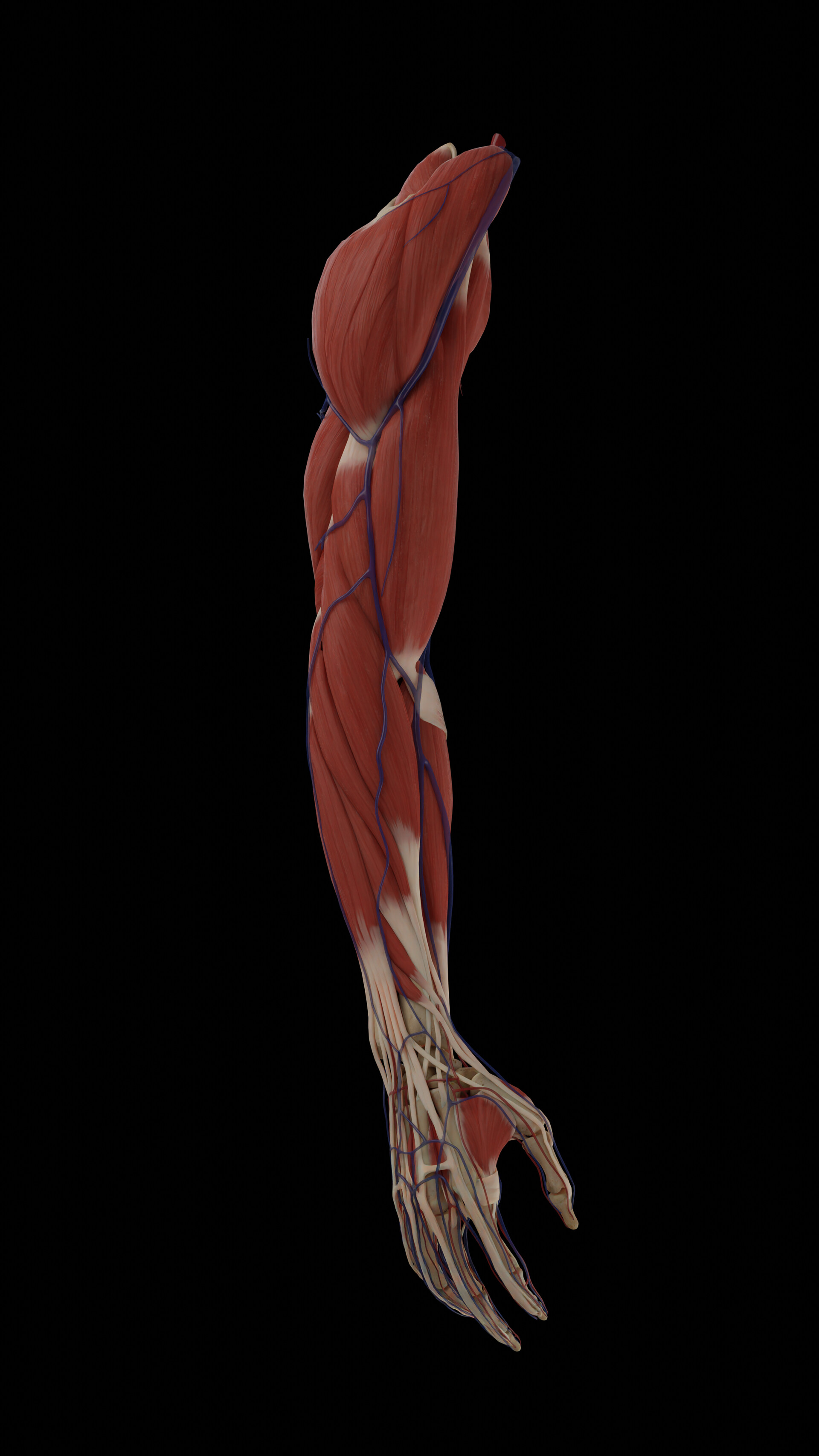 ArtStation - Arm Muscles