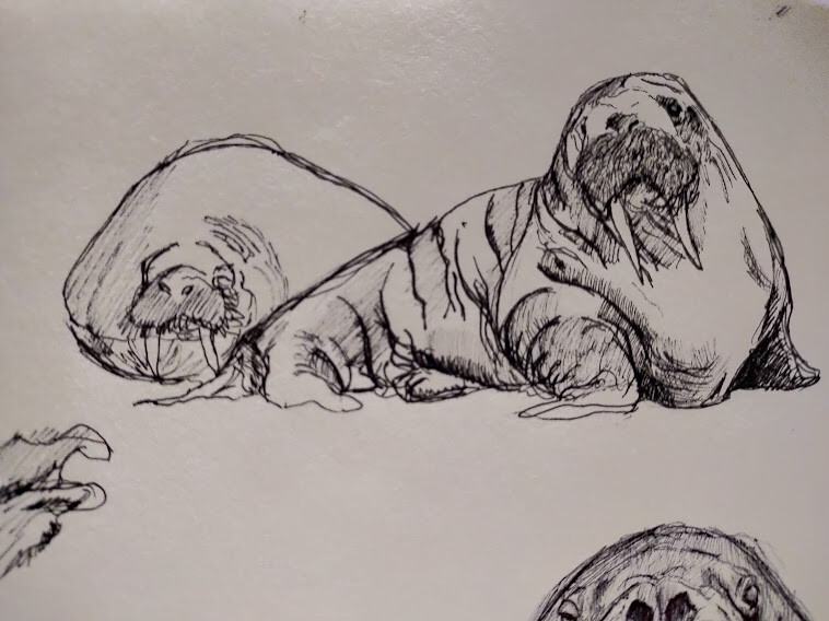 Walrus Pencil Drawing