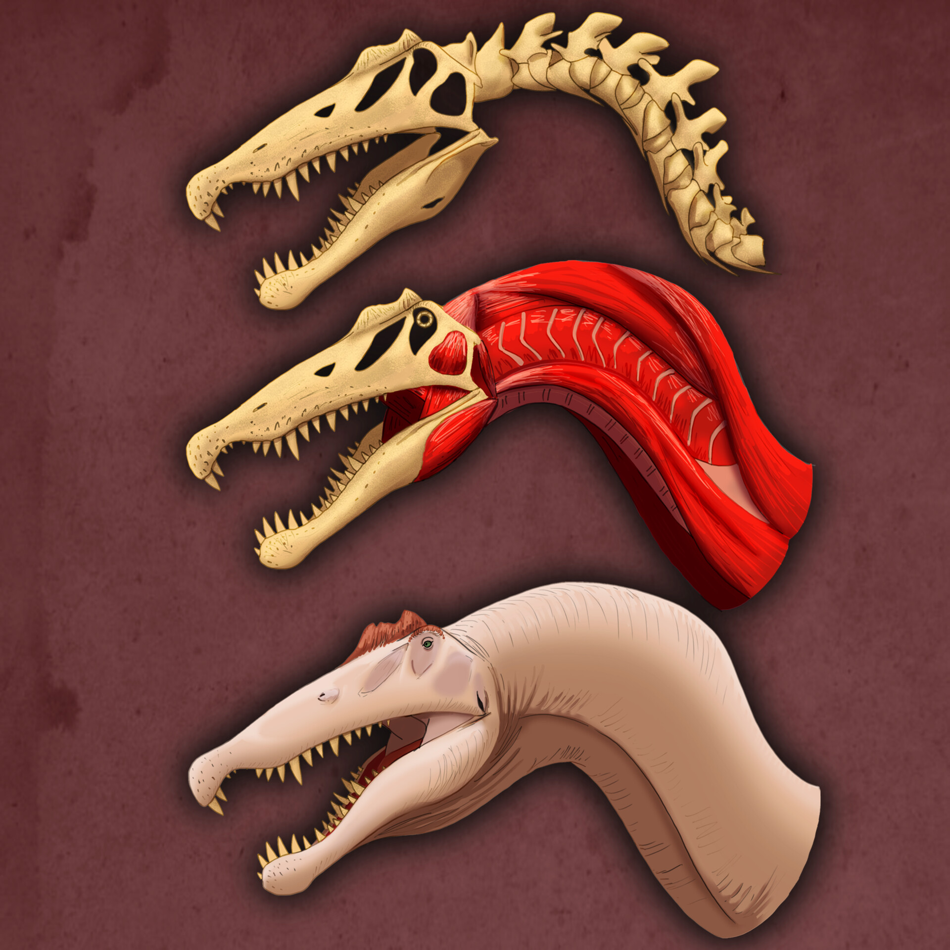 Spinosaurus anatomy studies by Arturo García — ProUser.Me