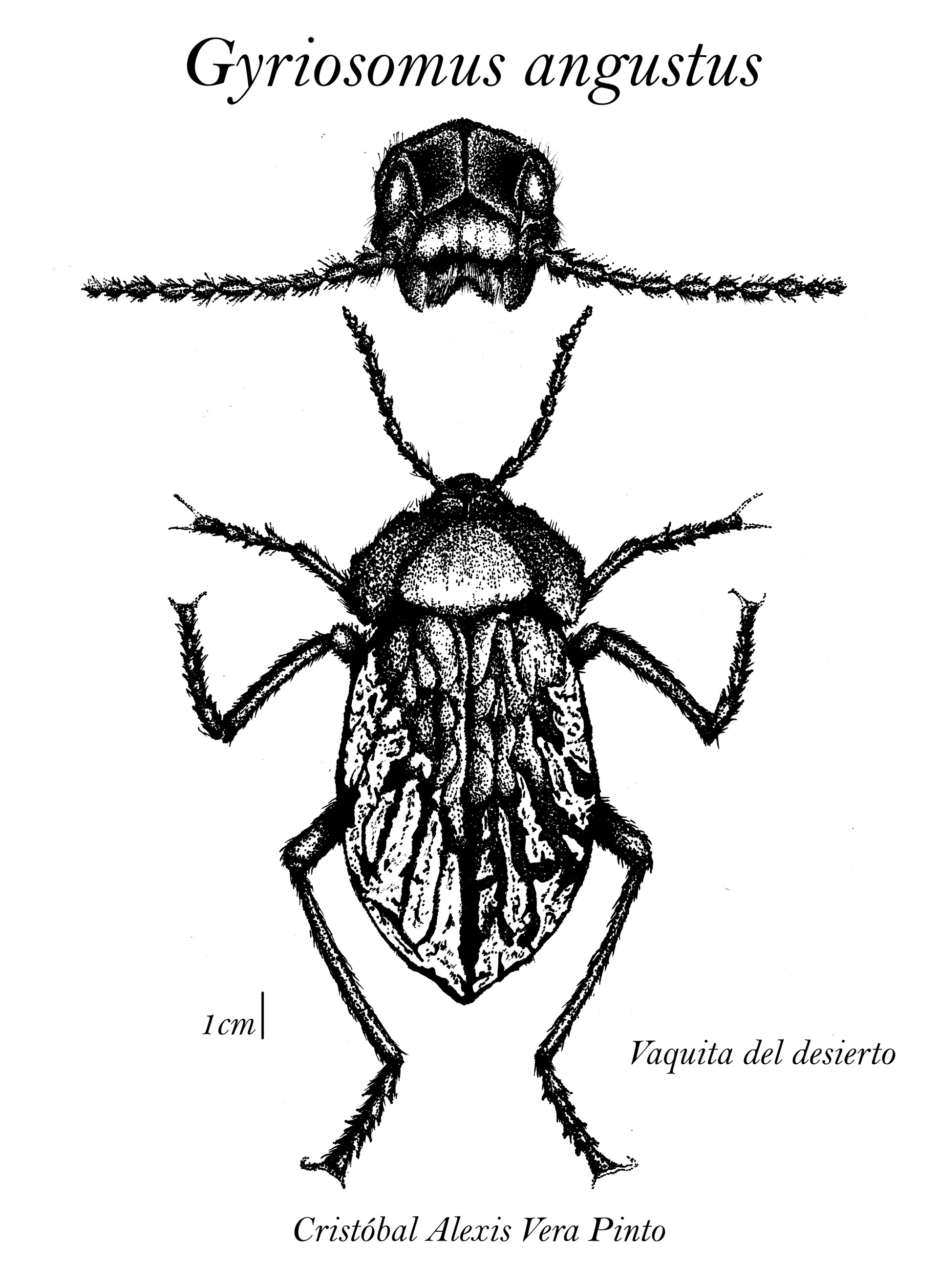 ArtStation - Gyriosomus angustus