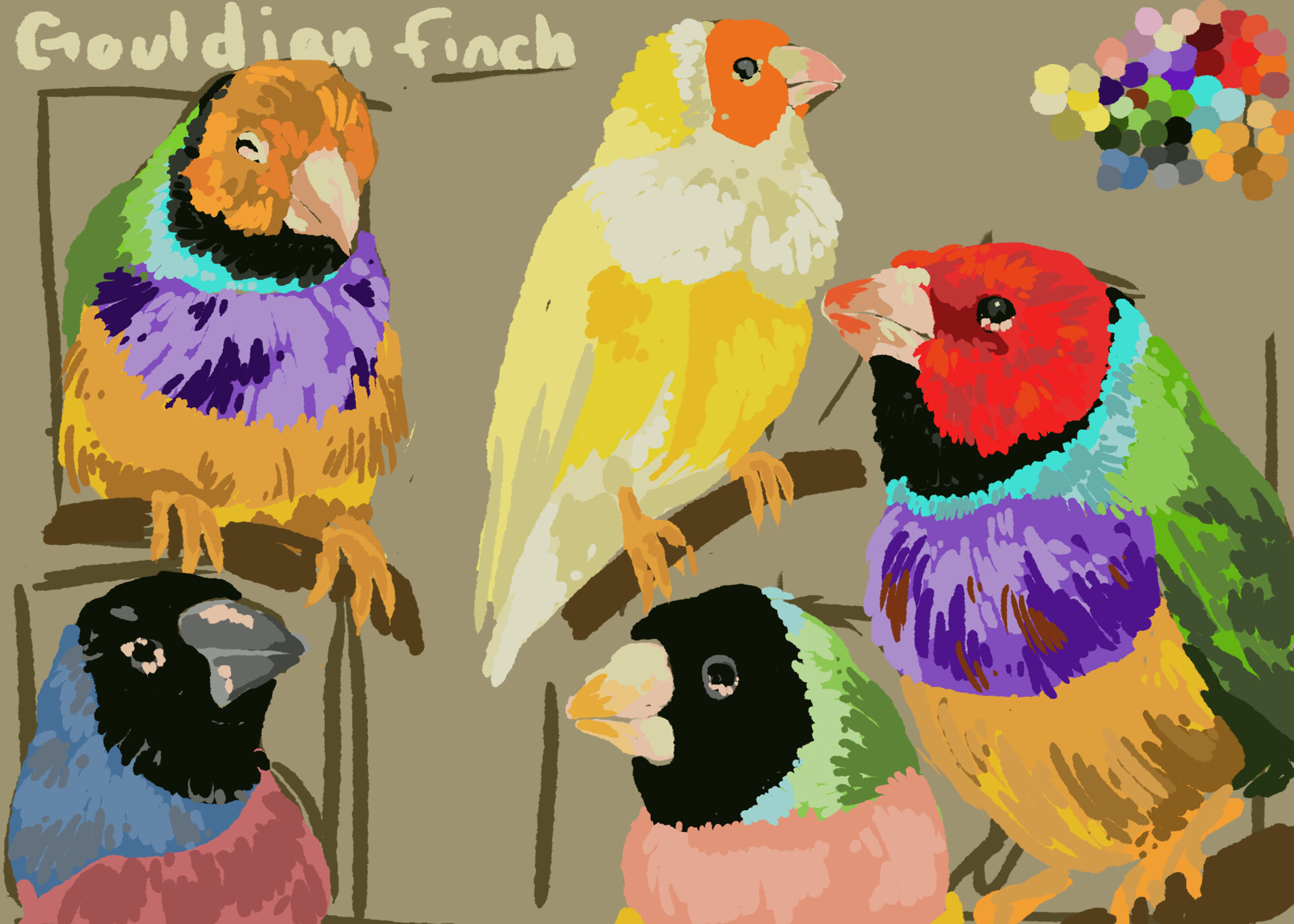 ArtStation - Gouldian finches
