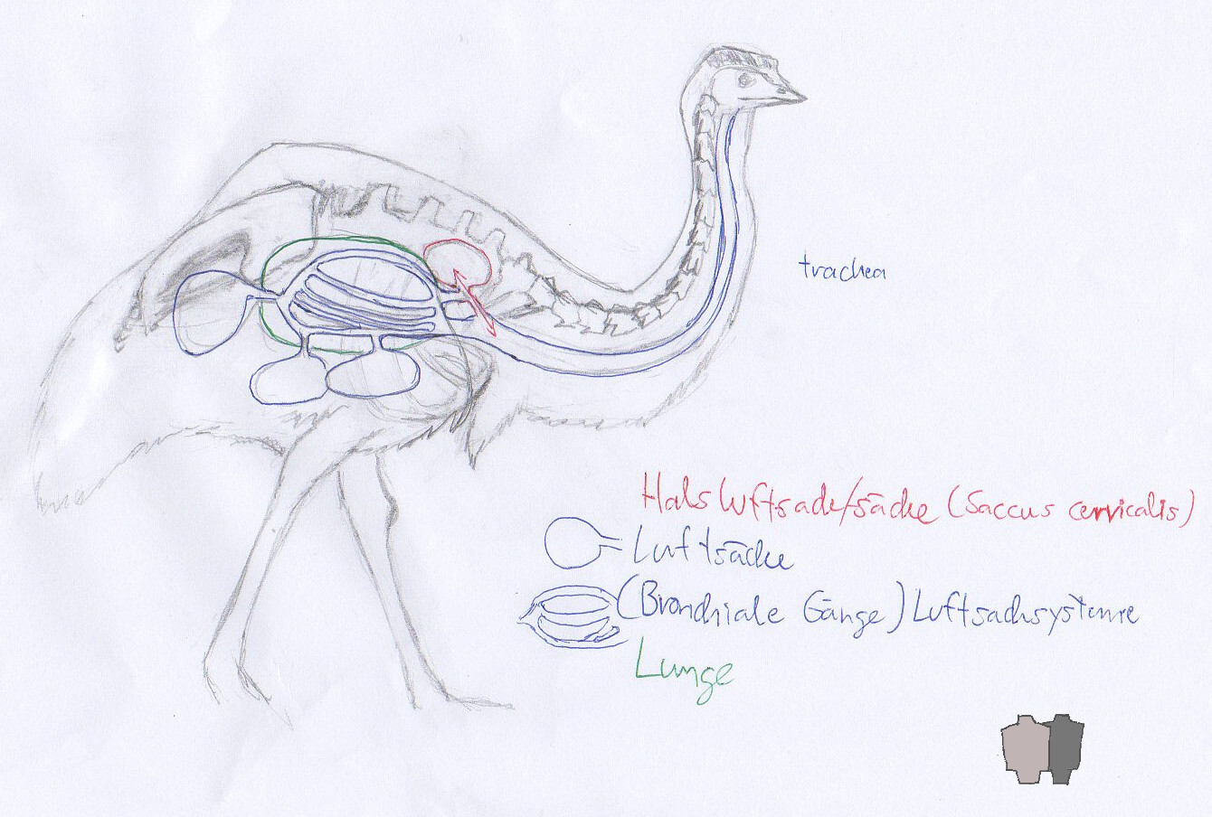 ArtStation - Experiment: Emu respiratory system depiction (possibly slightly wrong)