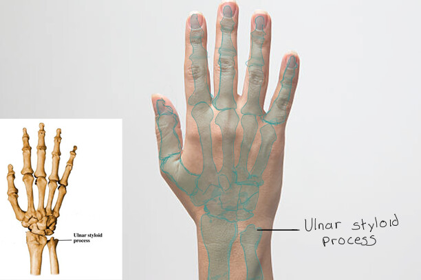 Alejandro Flores Pérez - 01 Estudio de Referencias Esqueléticas