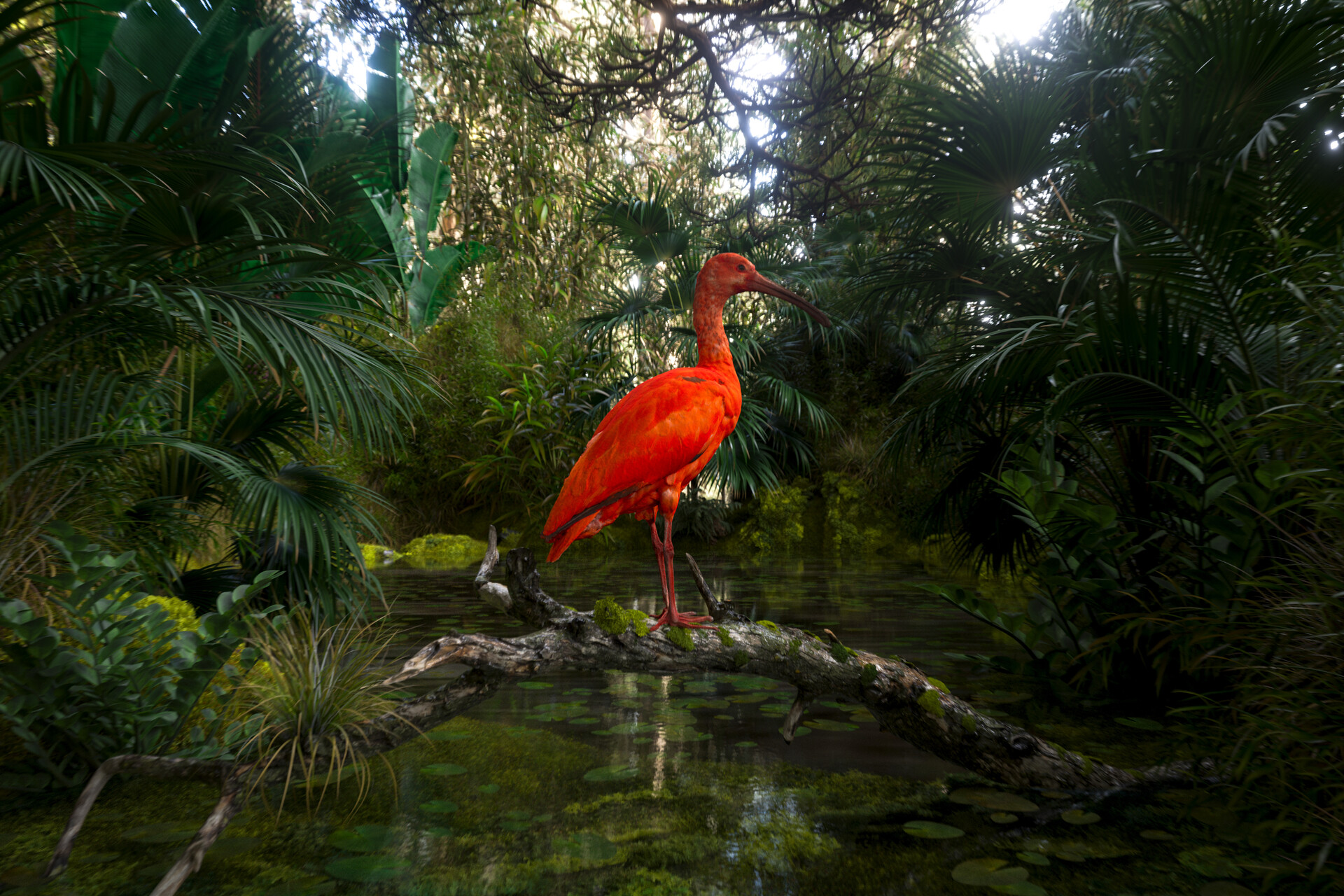 Rory Hyland - 3D Generalist - Birds & Botany - 3D photorealism (with ...