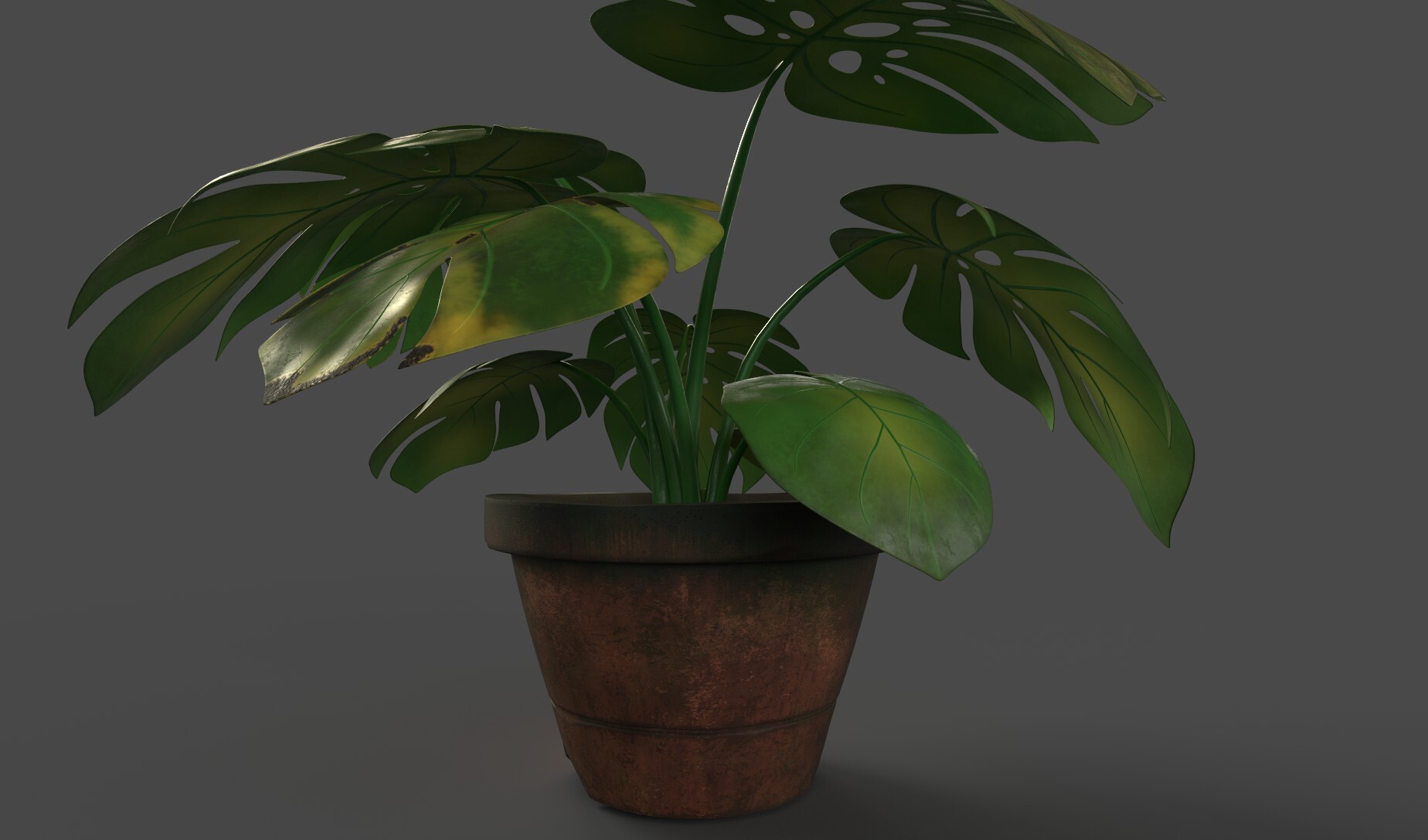 ArtStation - Monstera Deliciosa Plant