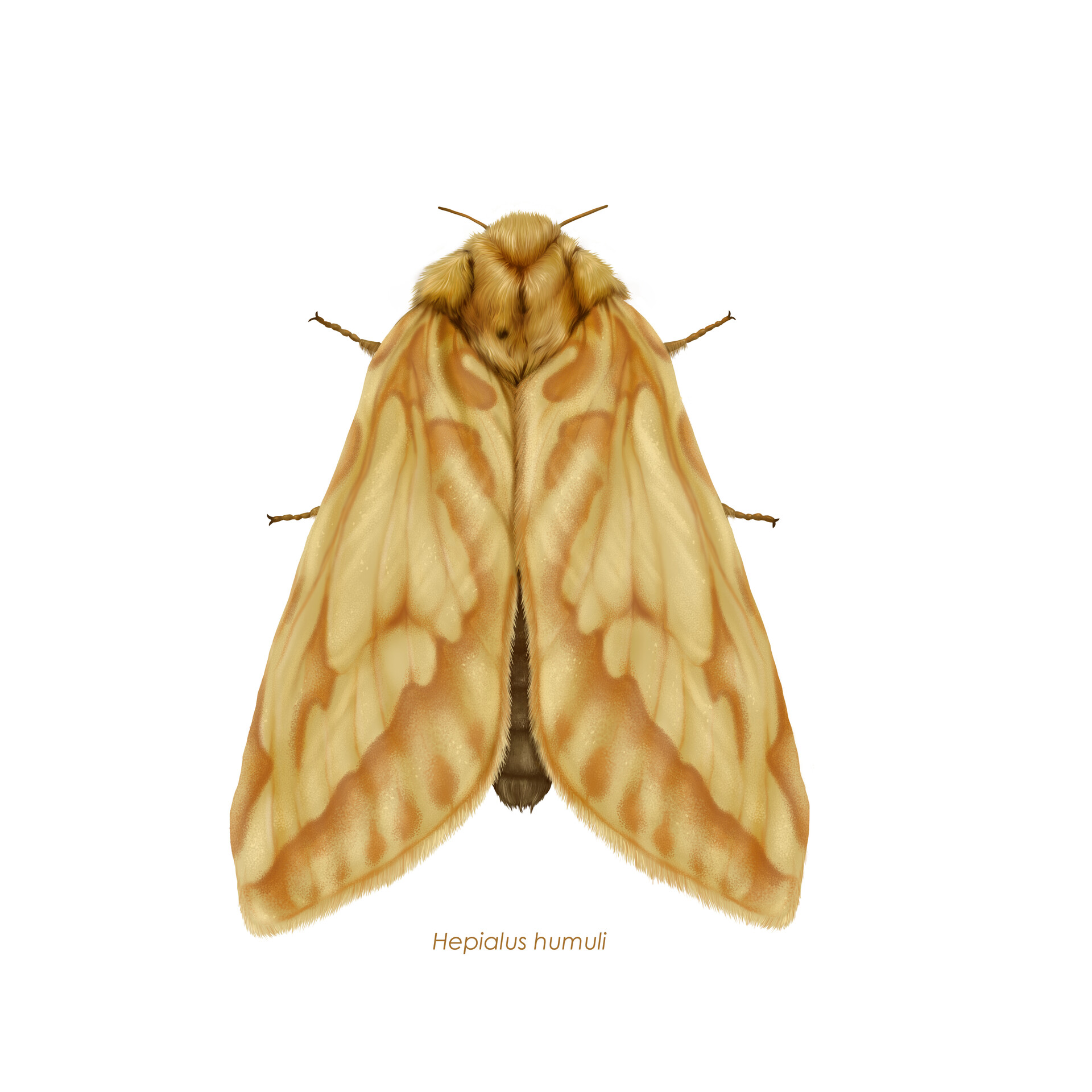 ArtStation - Hepialus humuli - Ghost moth