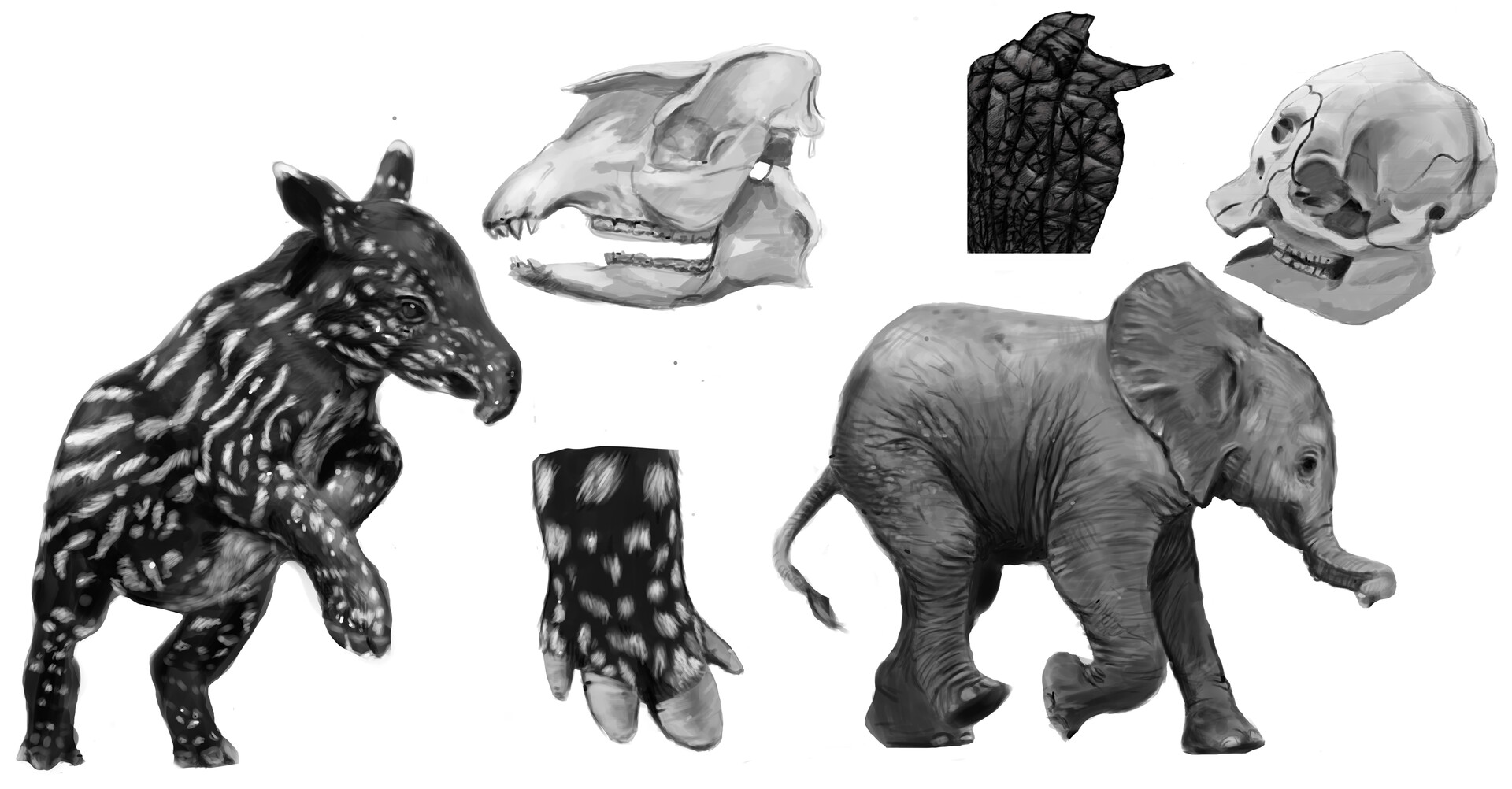 ArtStation - Animal Anatomy and Texture