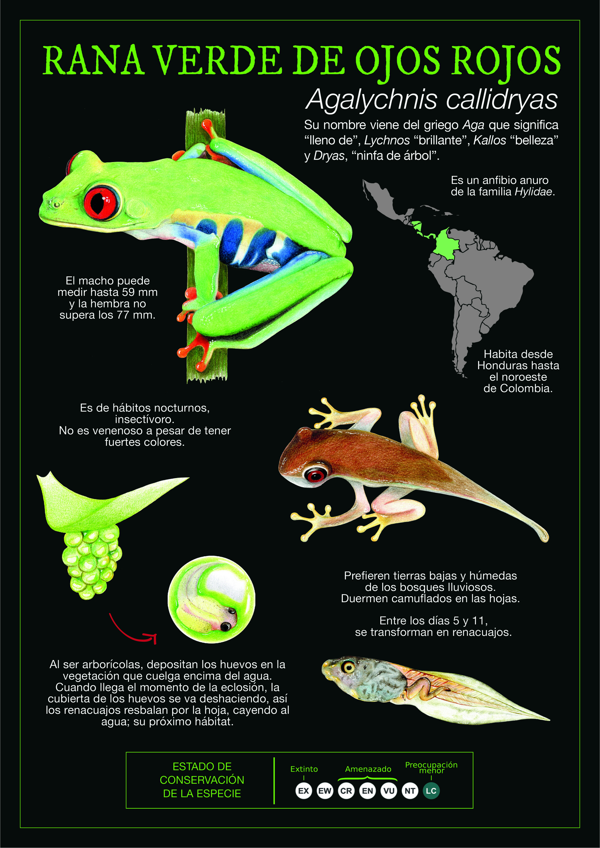 ArtStation - INFOGRAFIA RANA VERDE DE OJOS ROJOS
