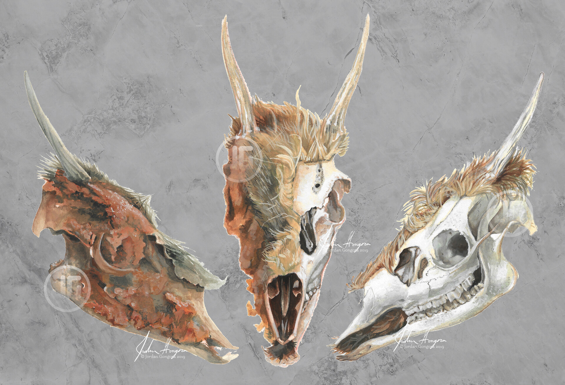 ArtStation - Deer Decomposition