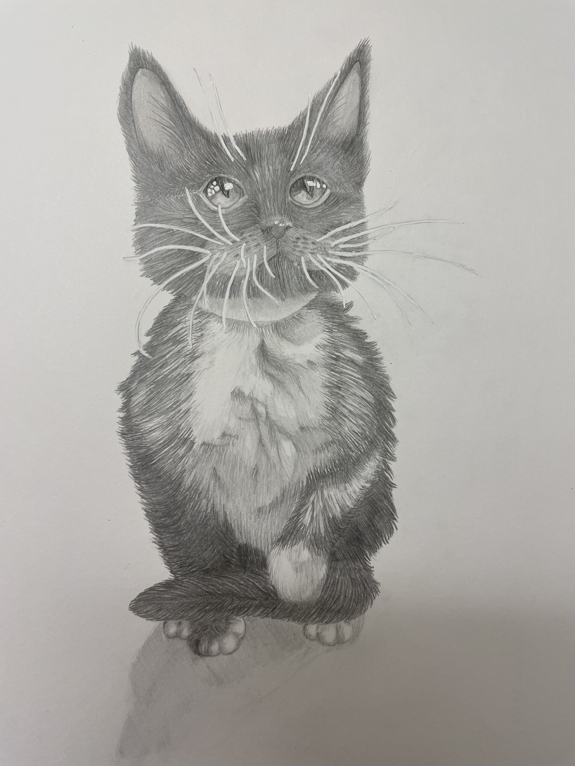 Kitten Pencil Drawing