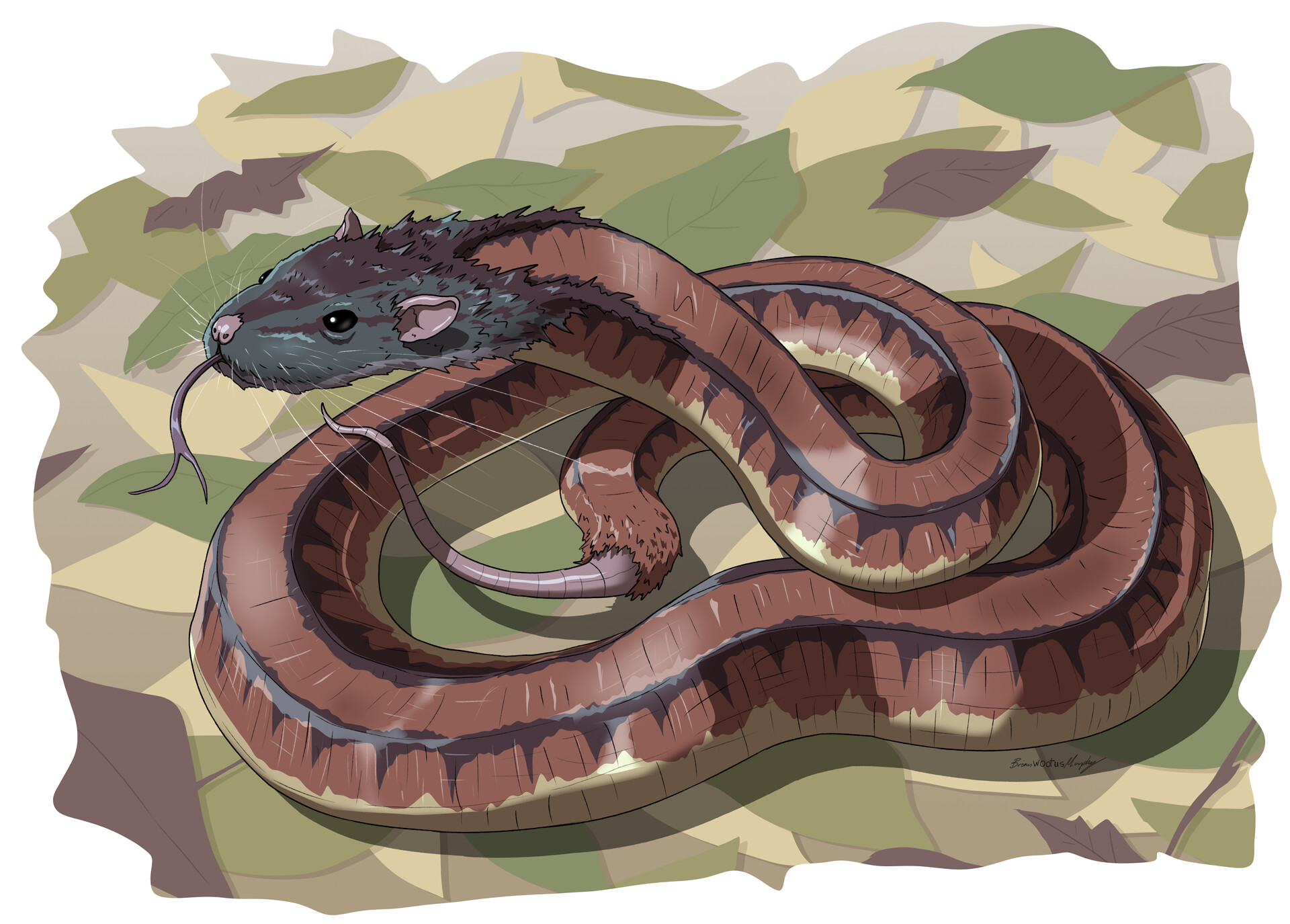 how to draw a rat snake