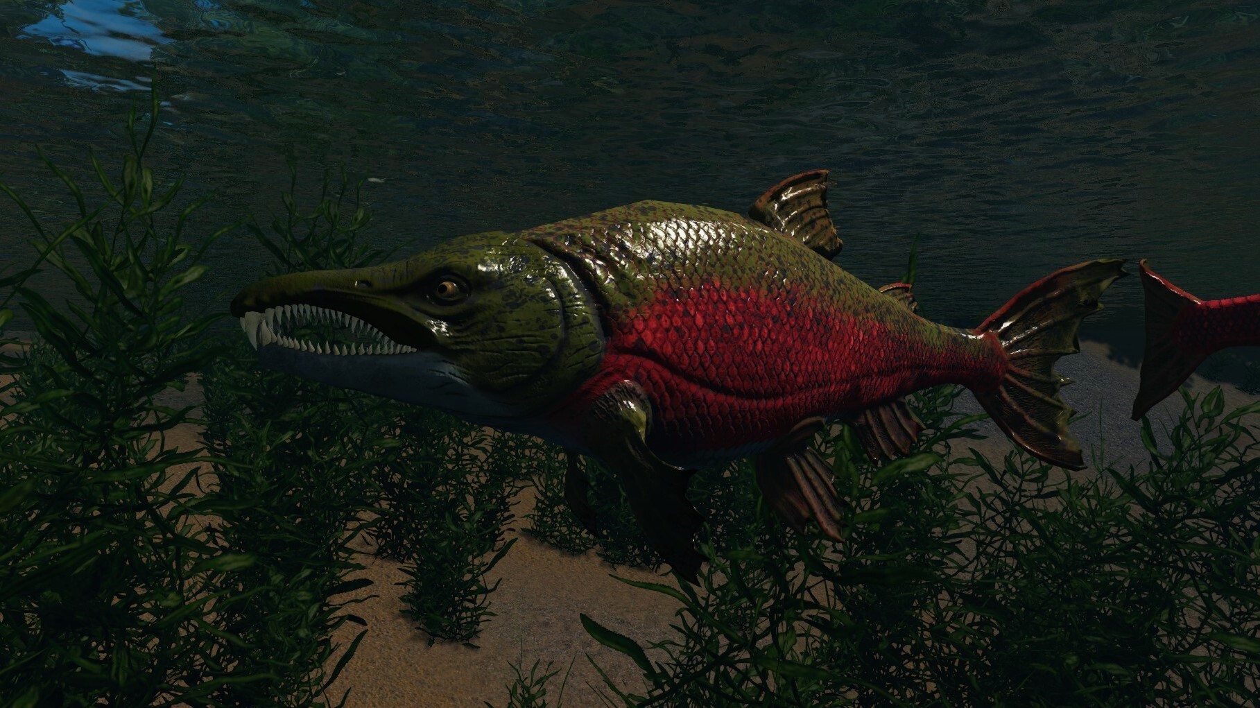 Saber Toothed Salmon