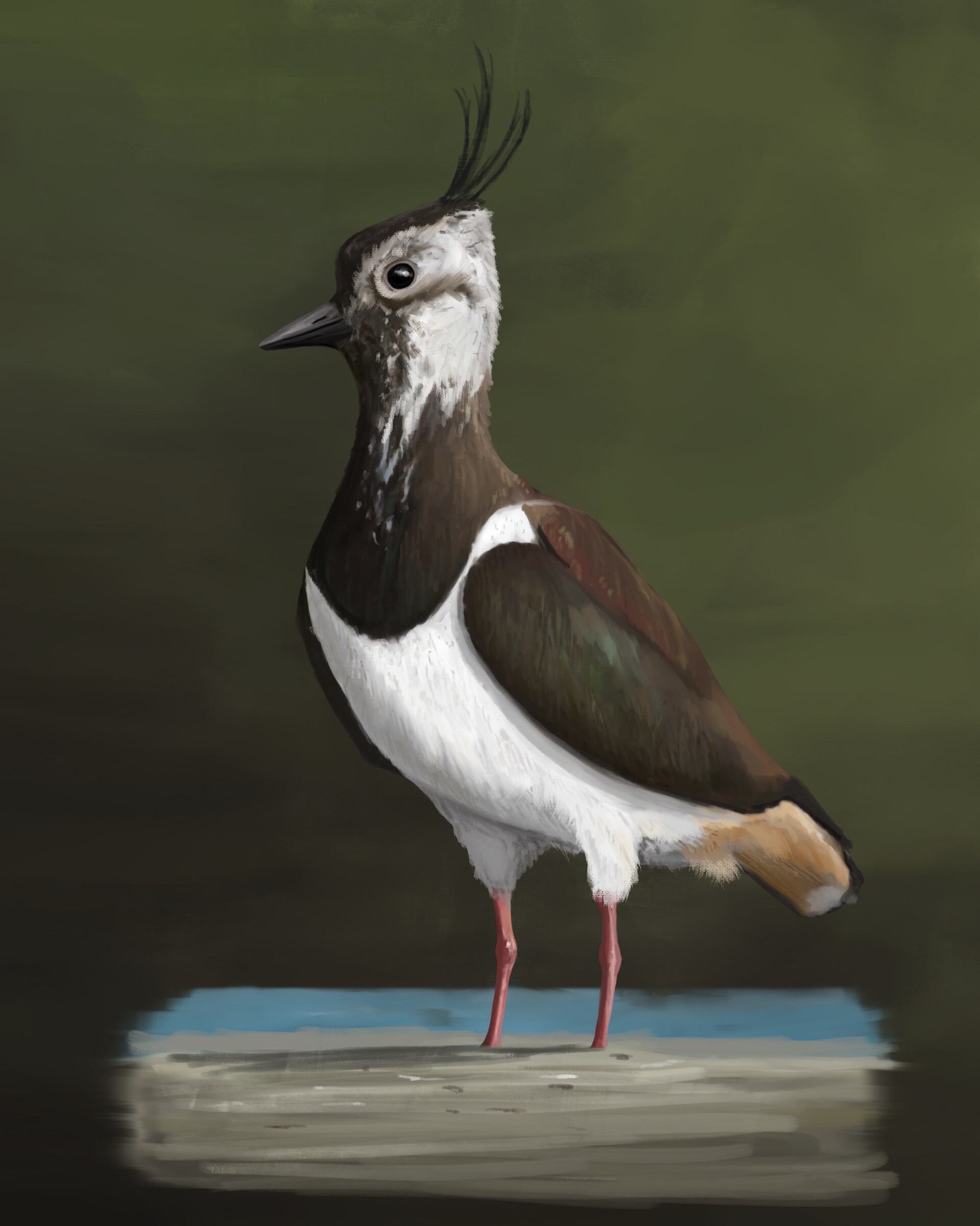 ArtStation - Lapwing