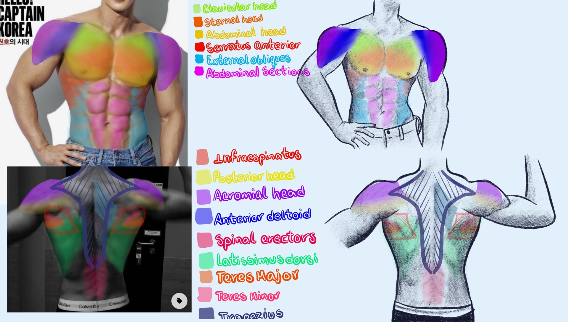 ArtStation - Muscular References