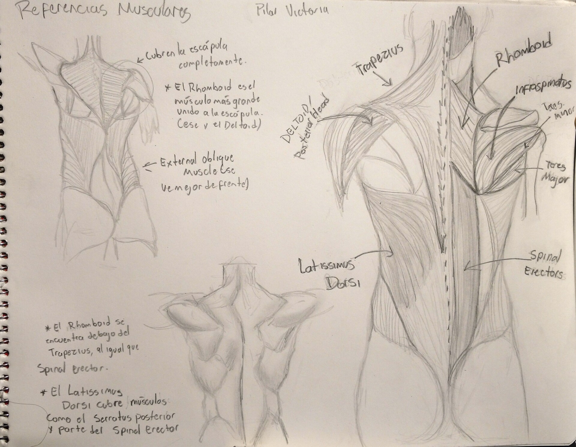 PILAR V.L - Estudios de Anatomía: Referencias musculares #1