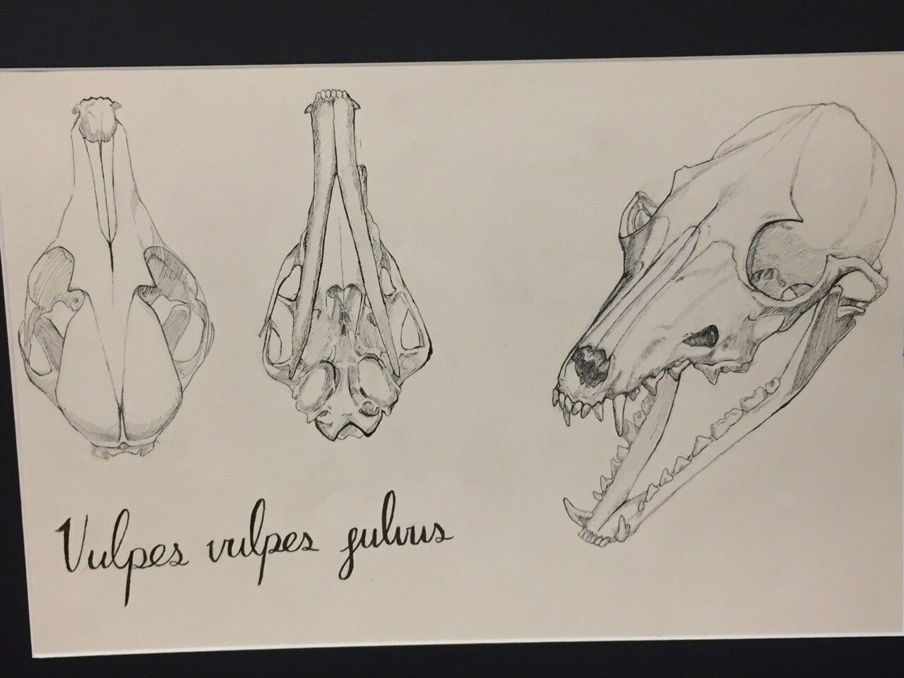 ArtStation - Vulpes vulpes