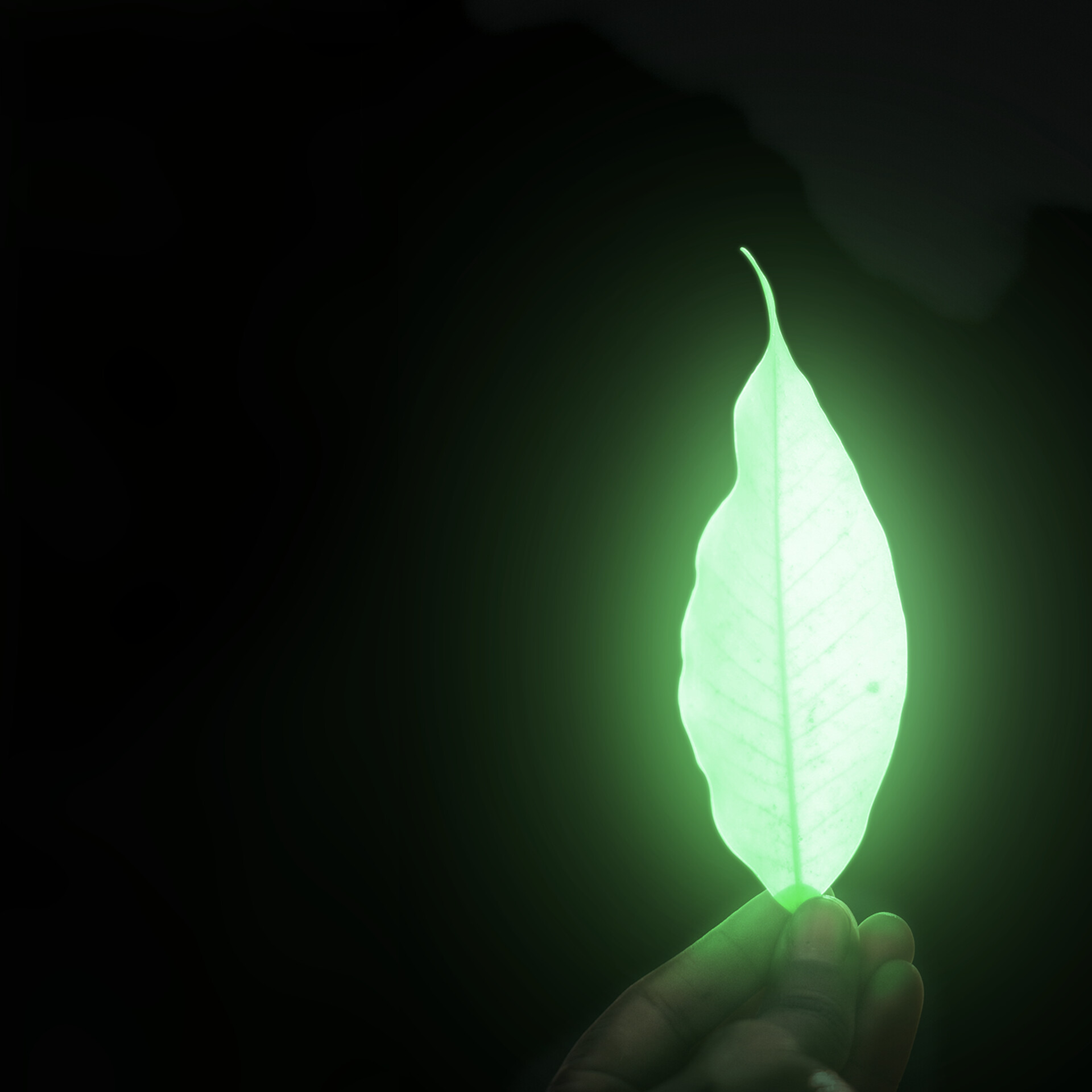 ArtStation - Leaf of Life