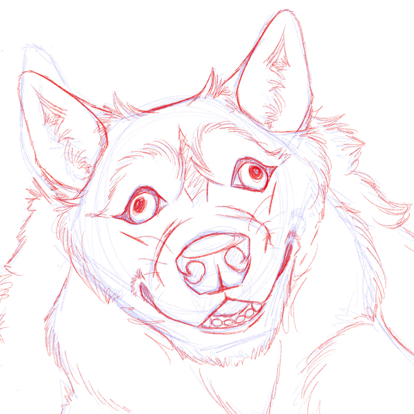 Holly Graves - Husky PFP