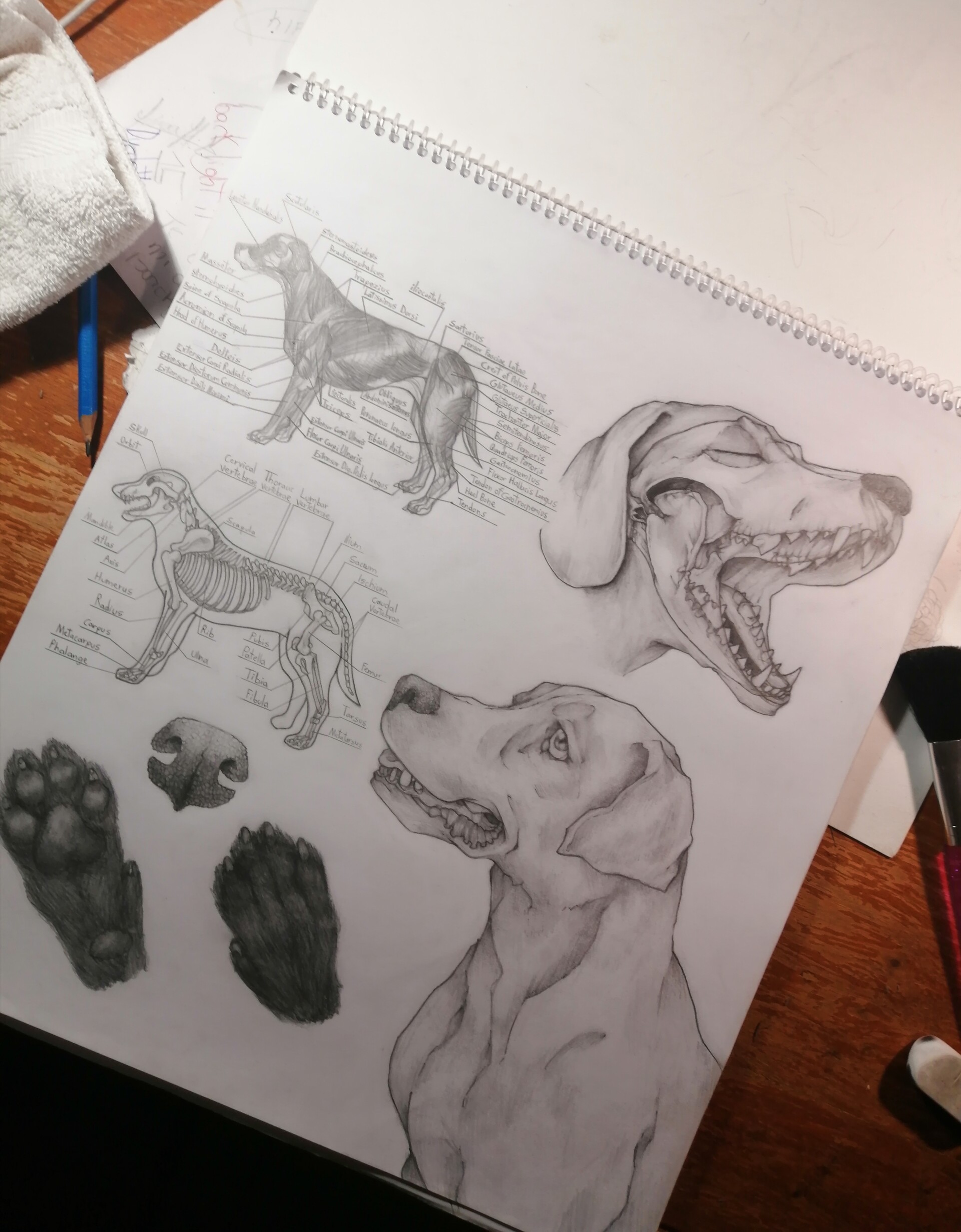 ArtStation - My dog anatomy