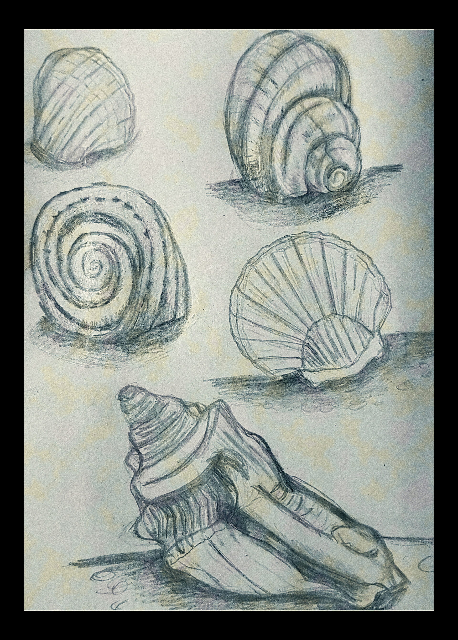 ArtStation - A Seashell Study