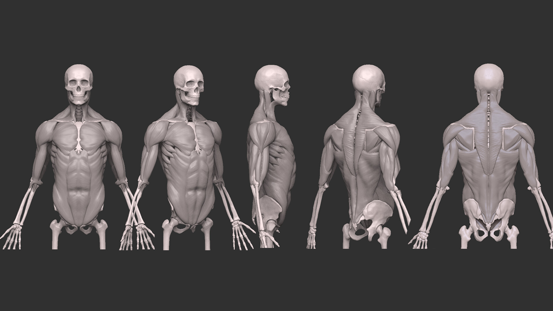 Ecorche Anatomy study — Torso & Upper arm by Isak Laurell — ProUser.Me