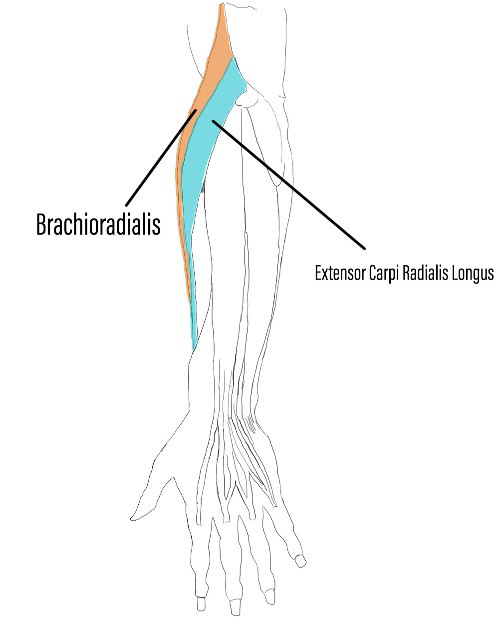 Alejandro Flores Pérez - 03 Estudio de Referencias Musculares: Brazo