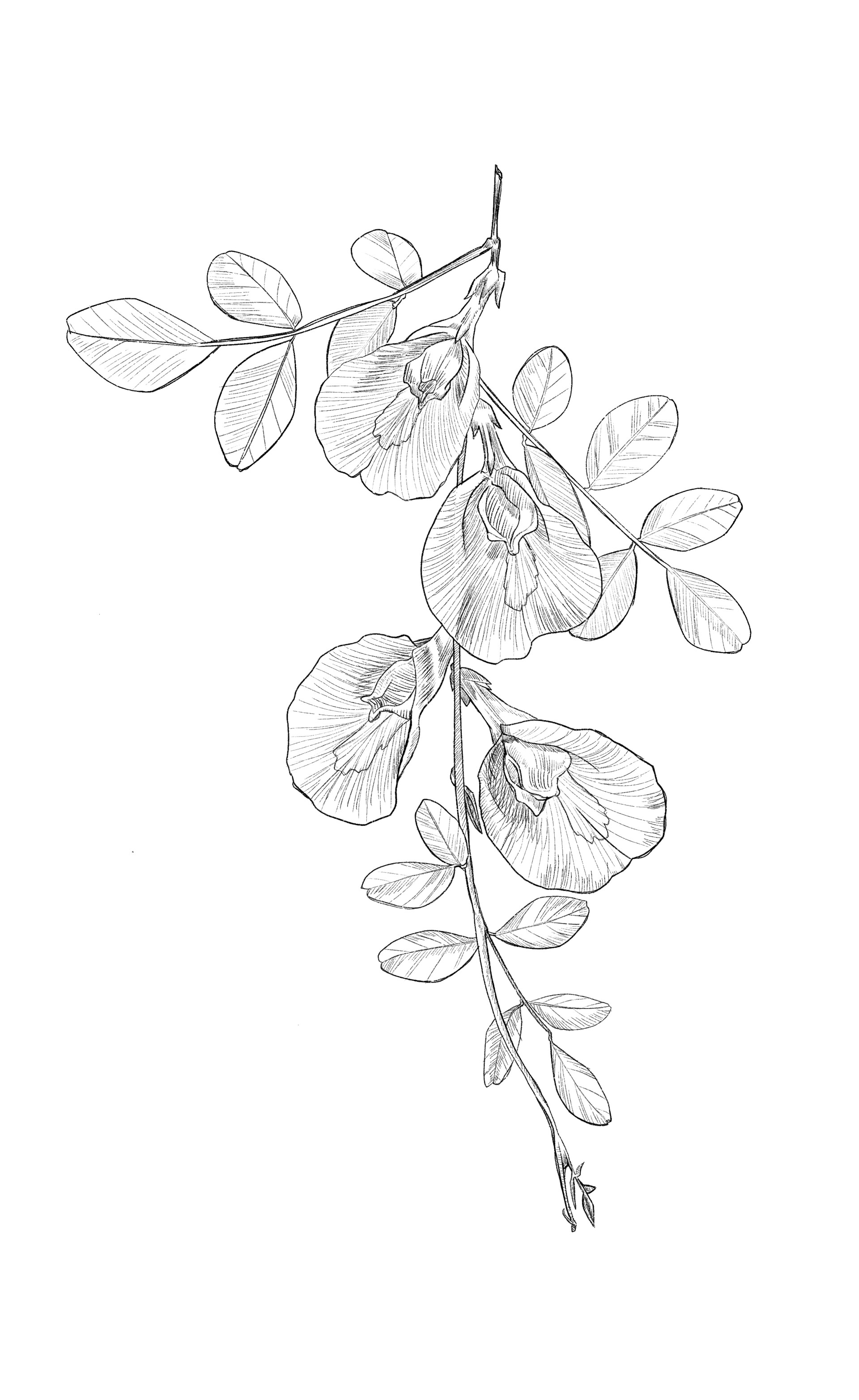 how to draw butterfly pea flower