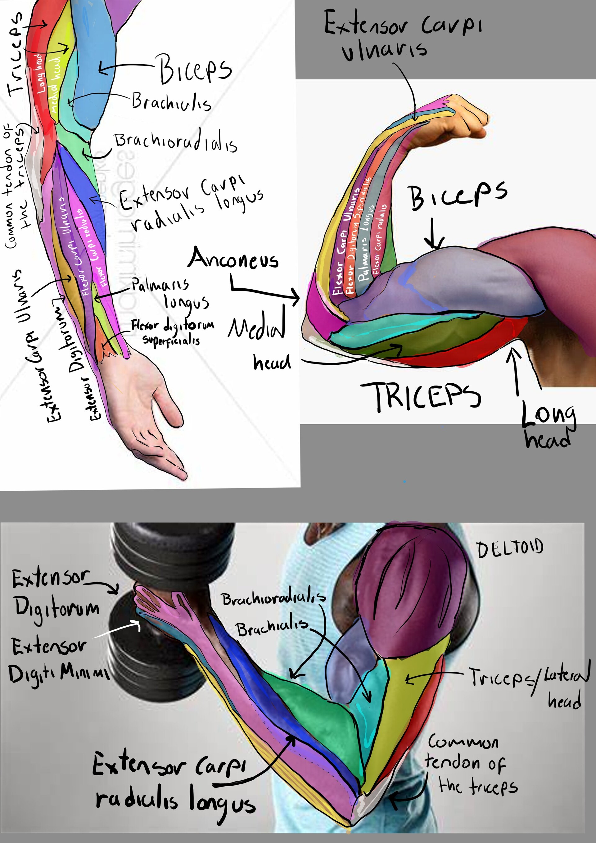 Estudios de Anatomía: Referencias musculares #2 by PILAR V.L — ProUser.Me