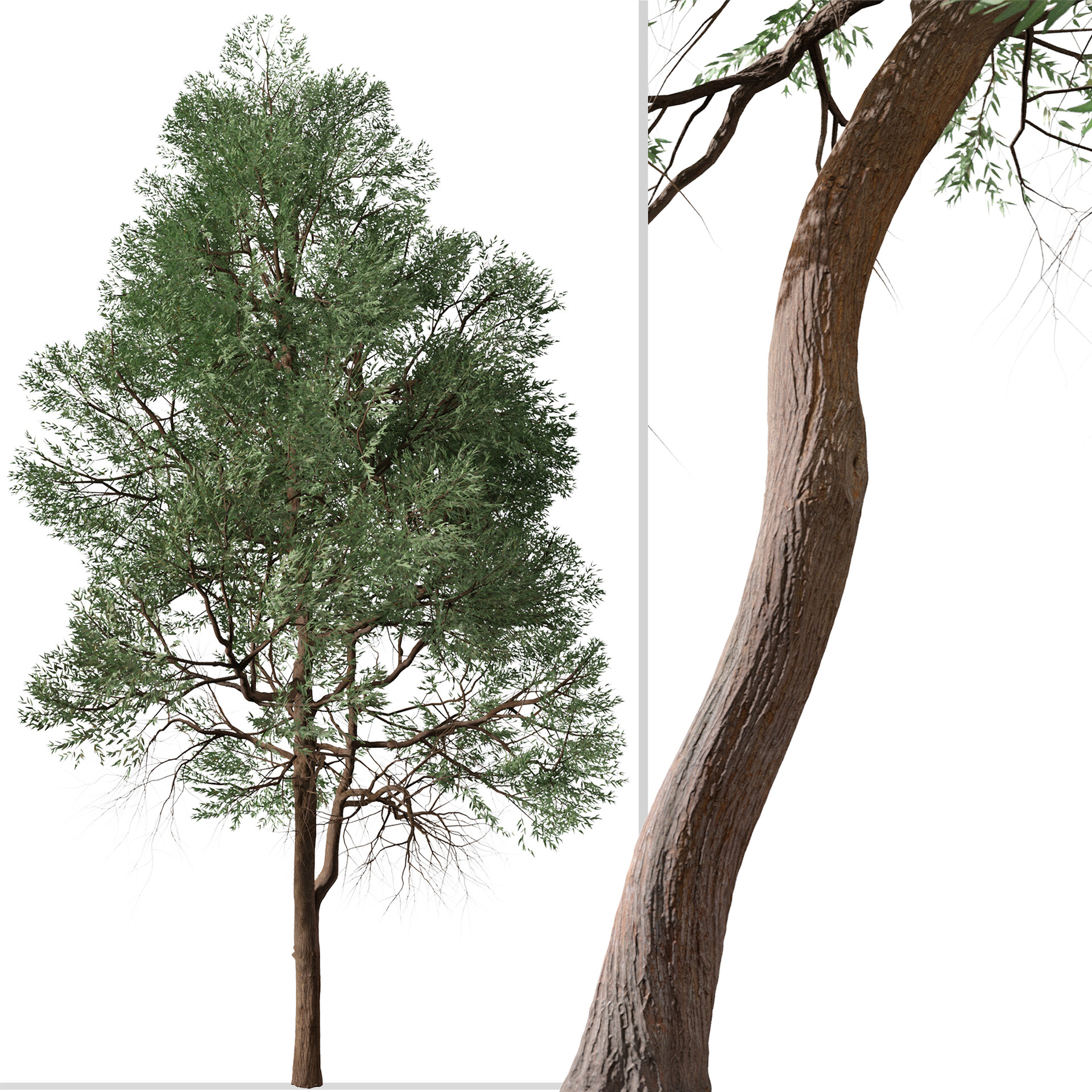 Moonik Office - Set of Eucalyptus globoidea Tree (White stringybark) (2 ...