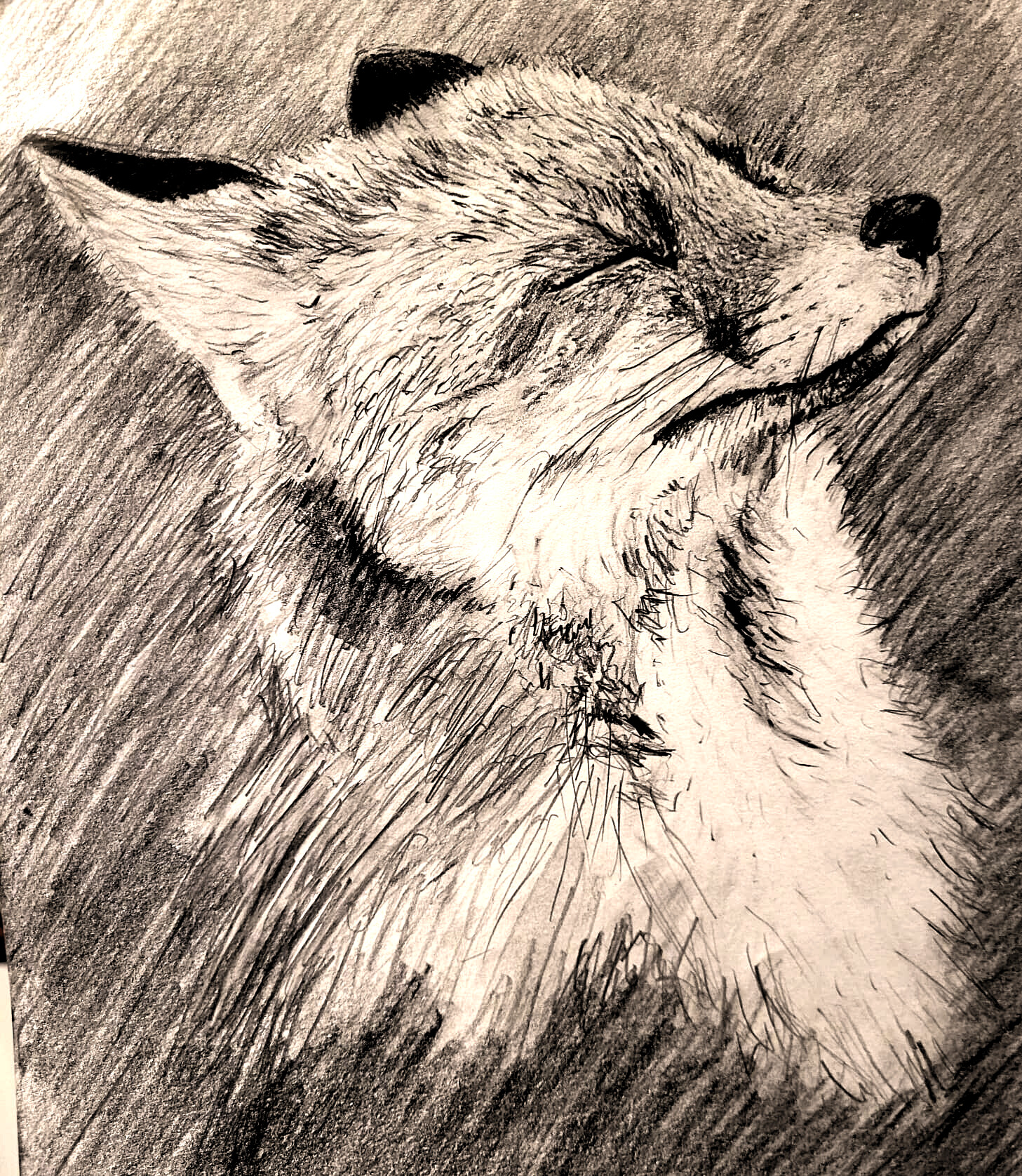 how to draw desert fox