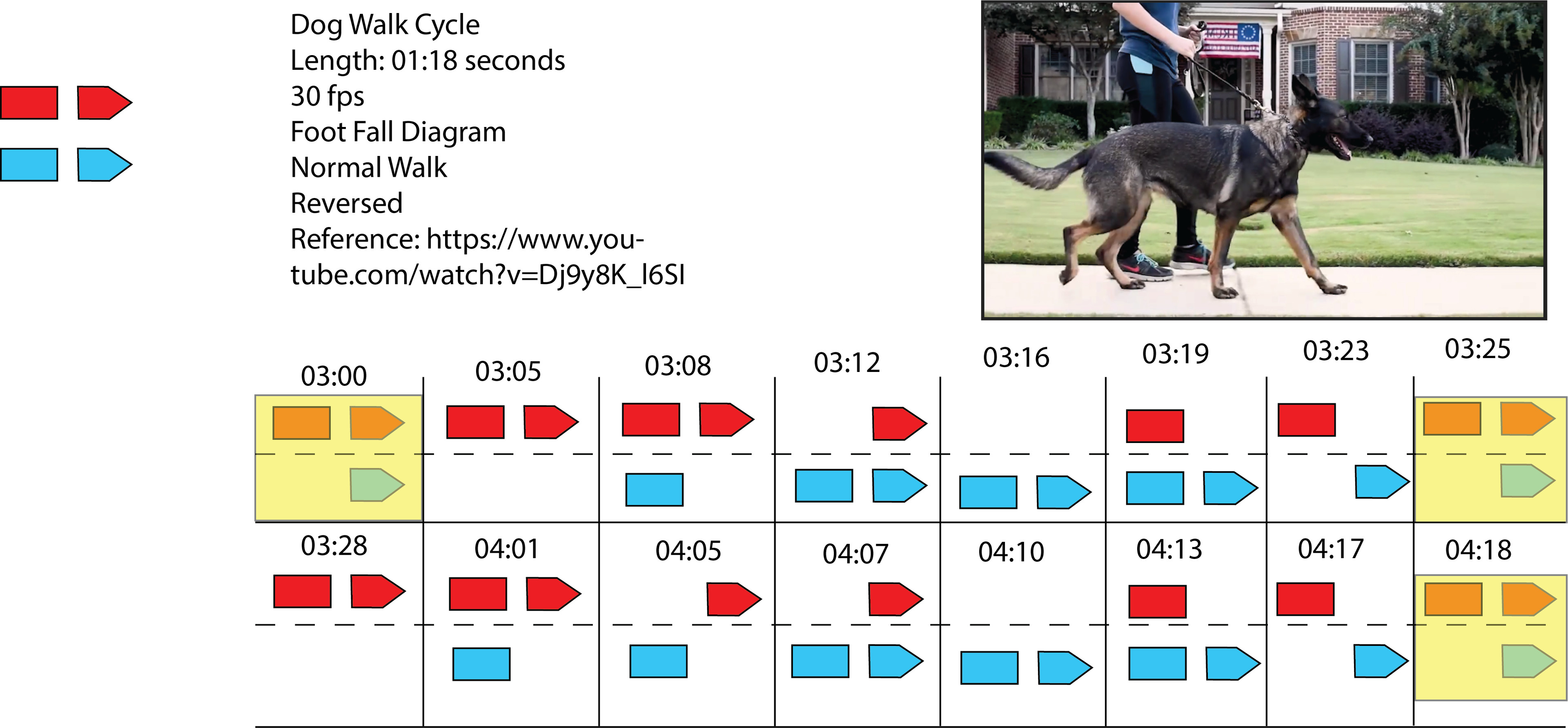 Garvin Beltz - Dog Gait Pattern Analysis