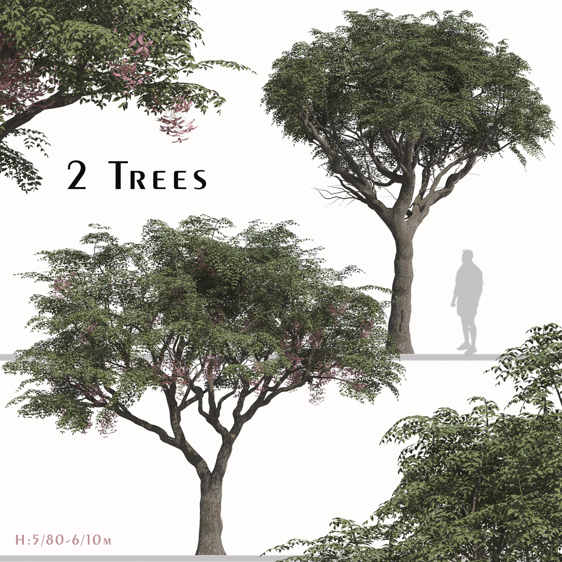 ArtStation - Set of Melia Azedarach Tree ( Chinaberry ) (2 Trees)