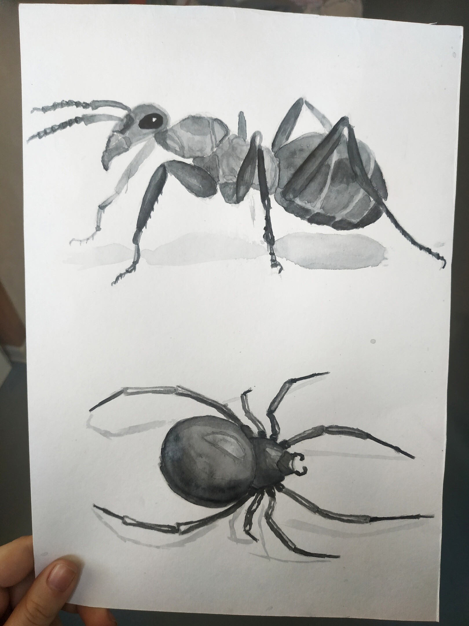 ArtStation - Watercolor Insects